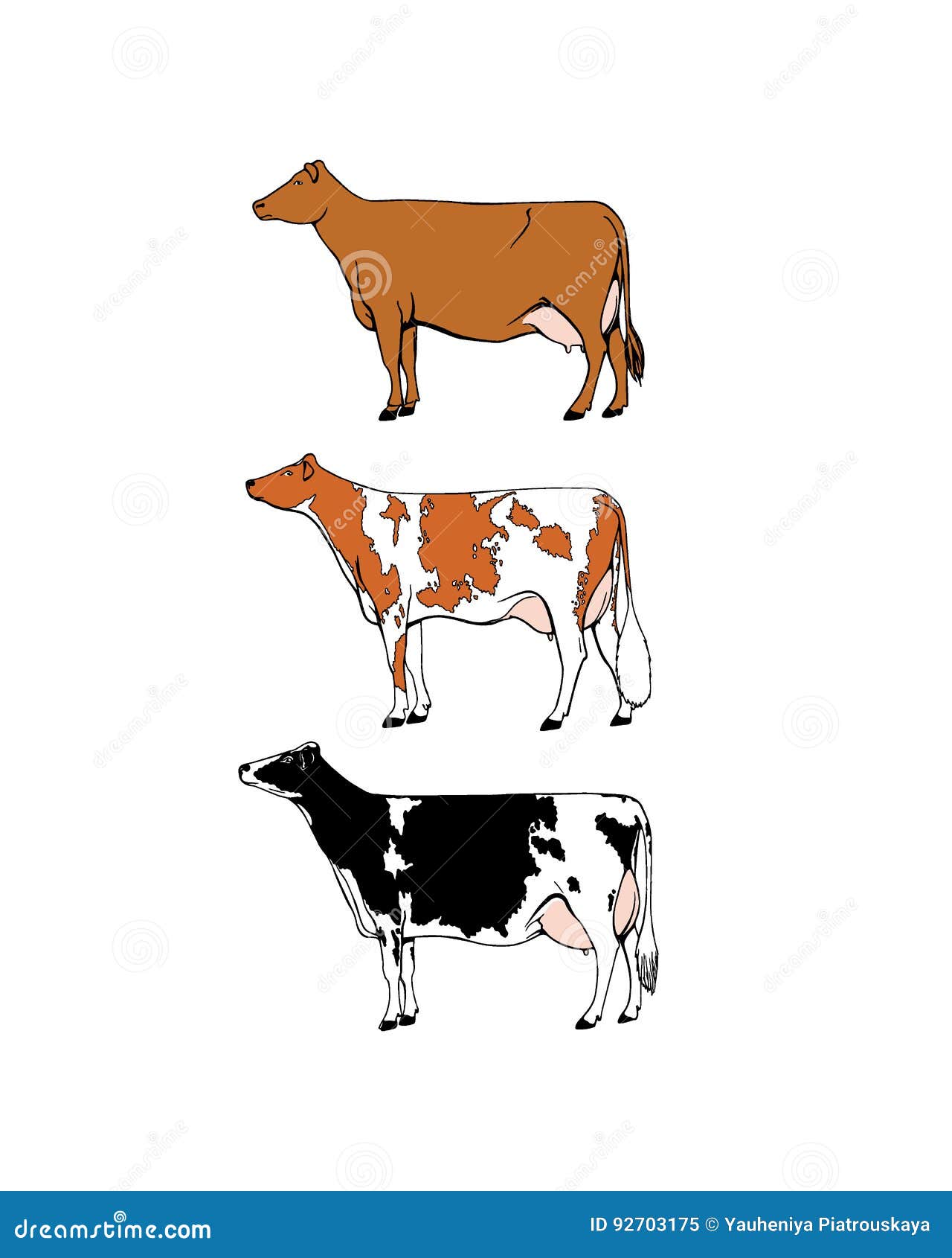 Dairy cattle illustration stock vector. Illustration of animal - 92703175