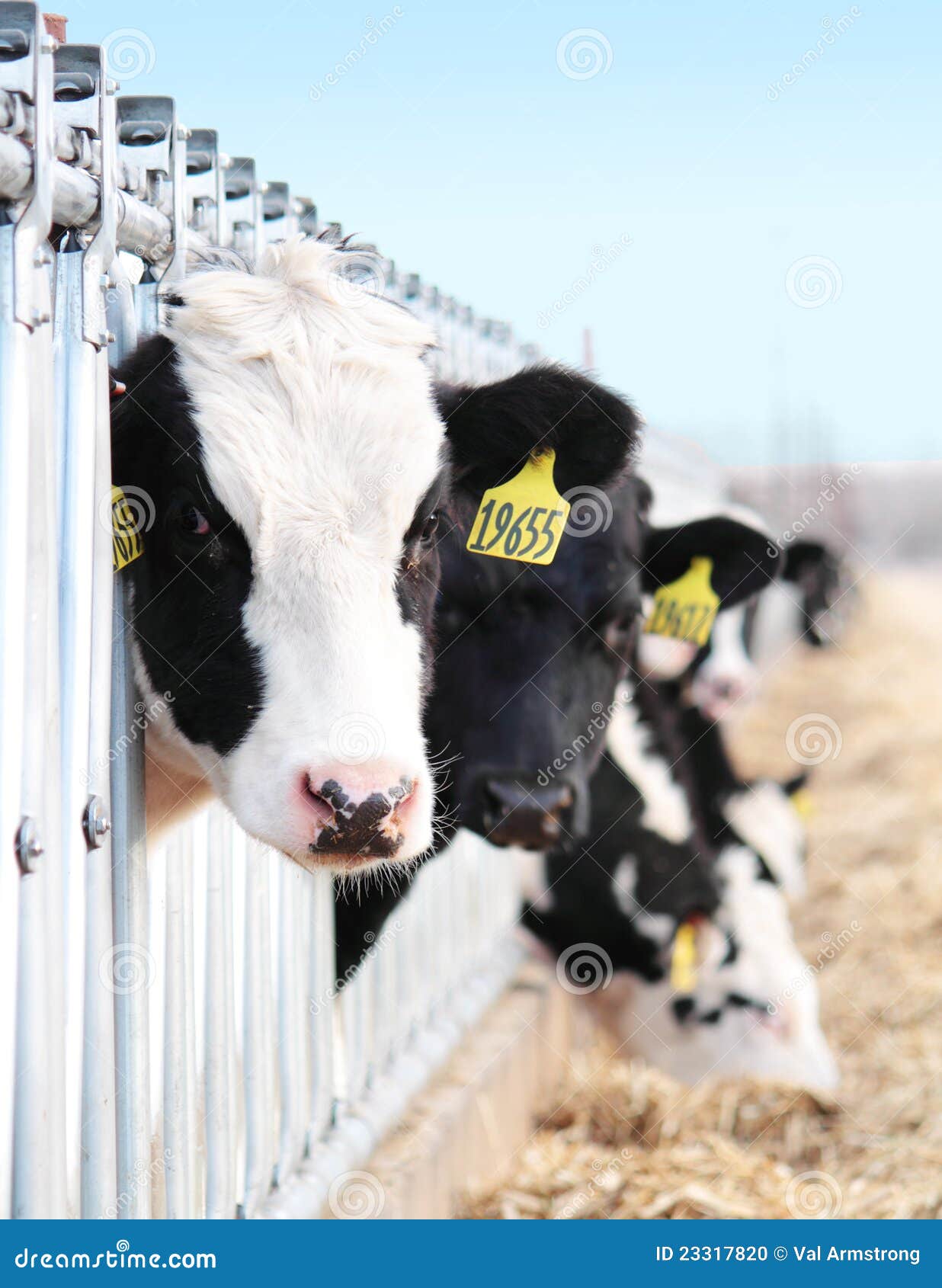 Dairy Cattle Looking stock photo. Image of feeding, cattle - 23317820