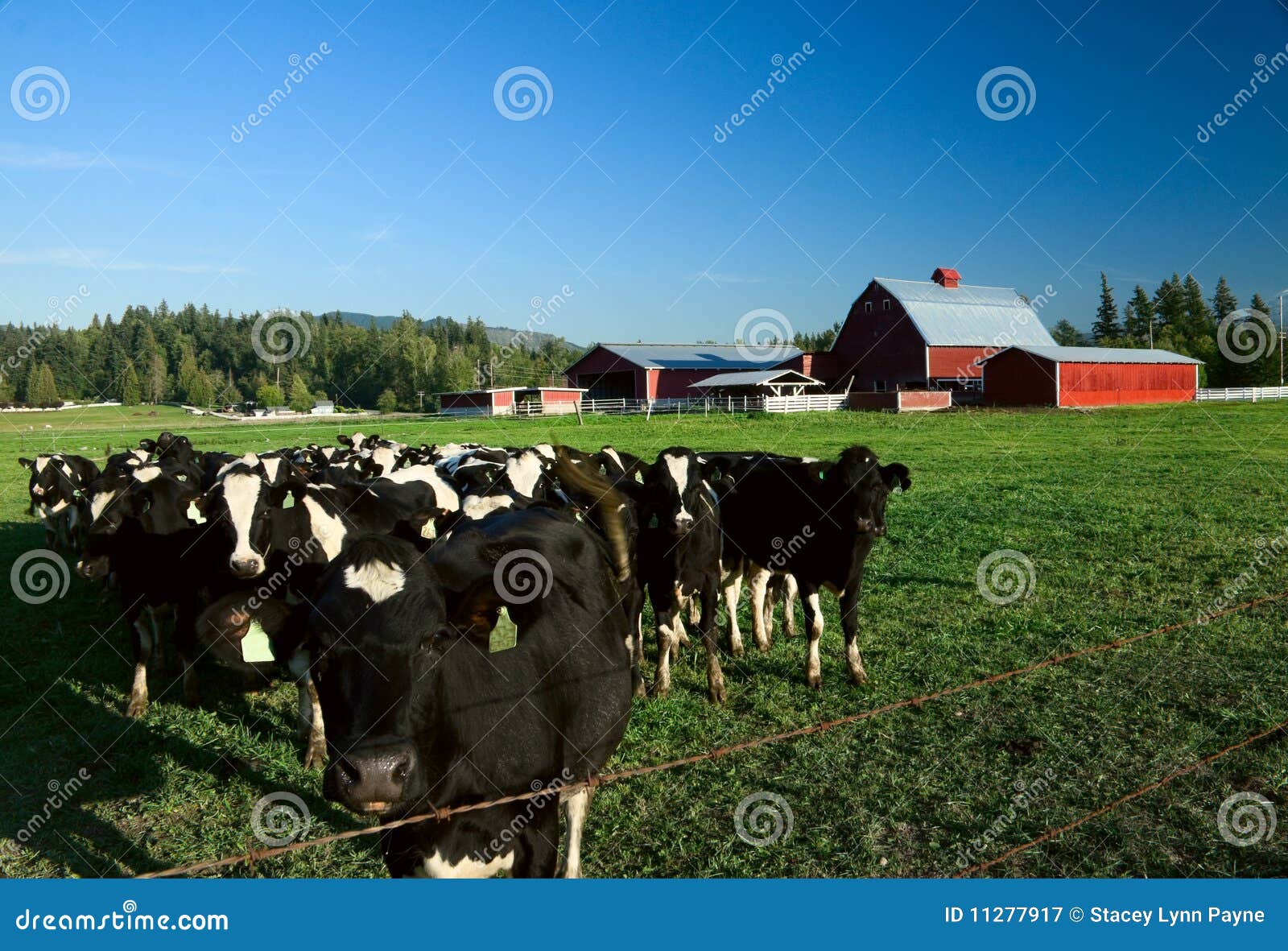 Dairy Cattle And Red Barn Royalty-Free Stock Photography ...