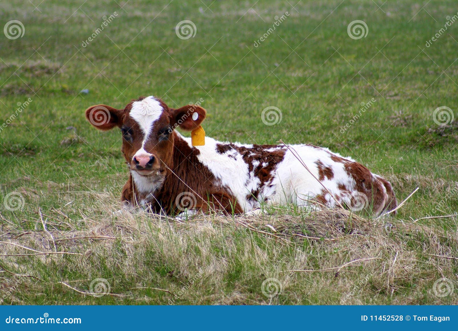 Dairy Cow stock photo. Image of newfoundland, grass, dairy - 11452528