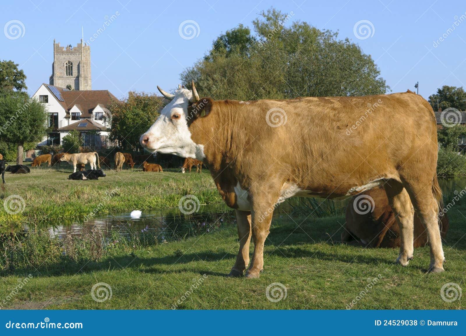 Dairy cow stock photo. Image of meadow, cows, fresian - 24529038