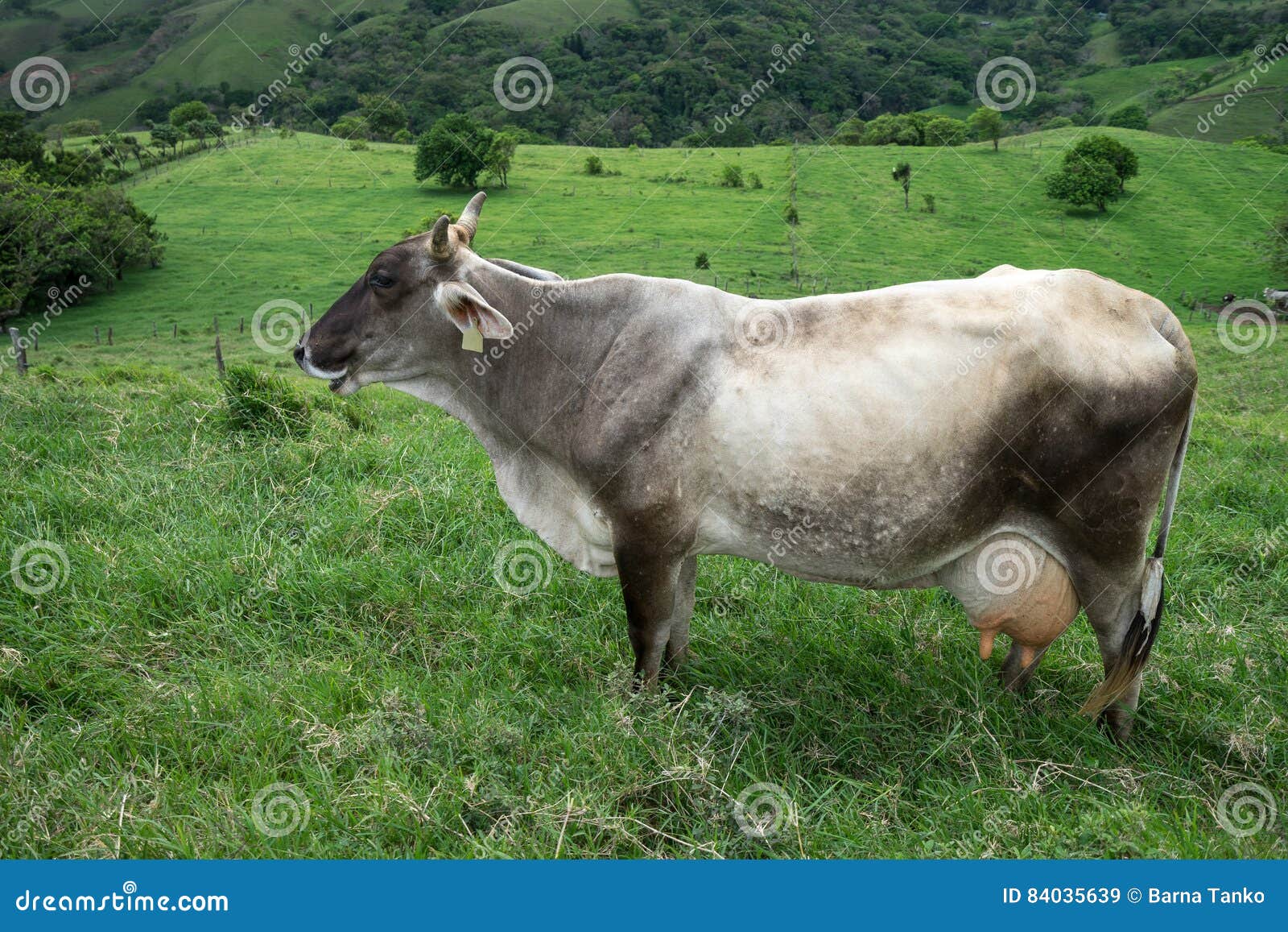 Dairy cow in Costa Rica stock image. Image of grassland - 84035639
