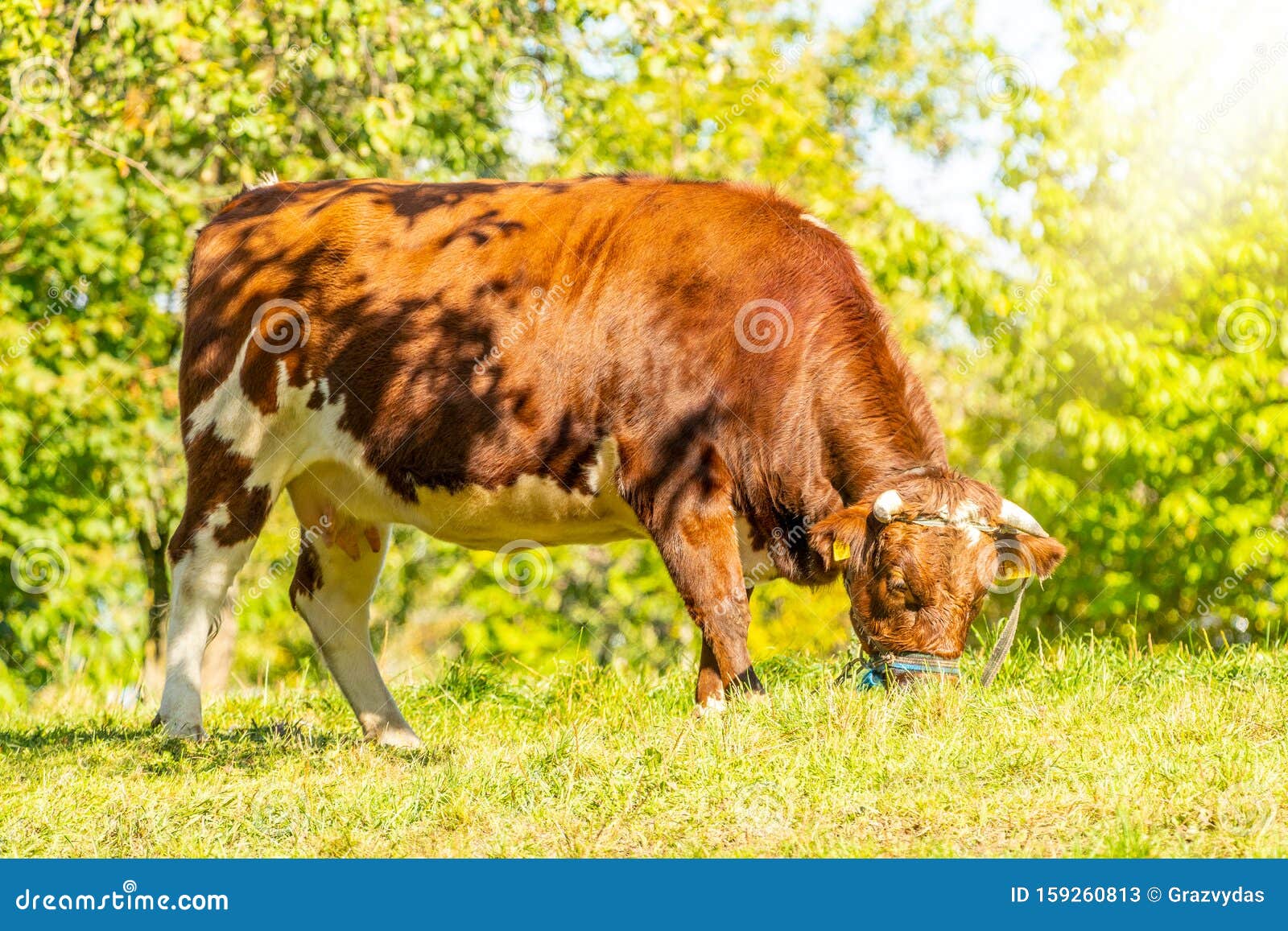 Single Brown Cow on a Meadow Stock Image - Image of farming, grassland ...