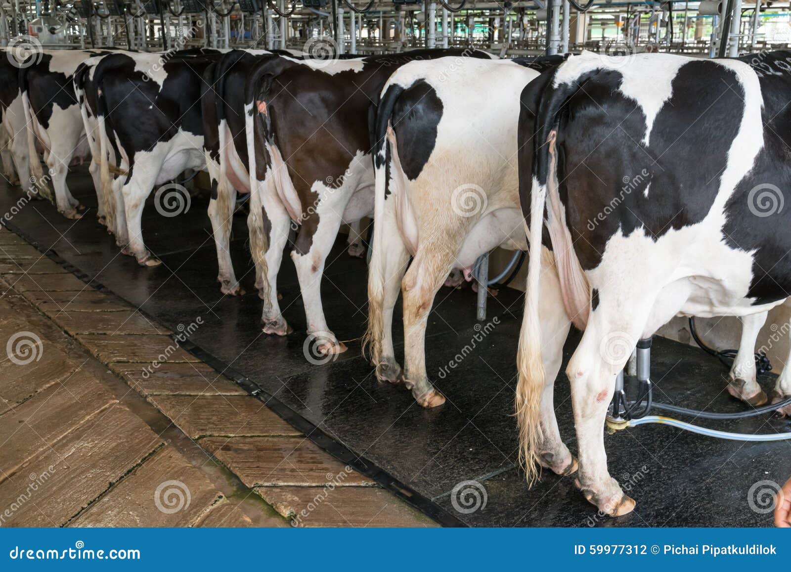 Dairy cow. cow in a farm stock photo. Image of farming - 59977312