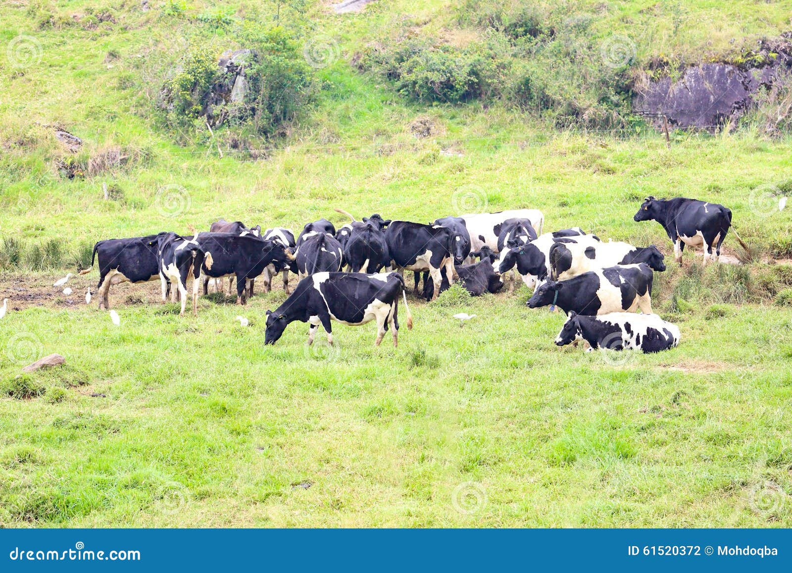 Dairy Cow stock photo. Image of grass, calf, pastoral - 61520372