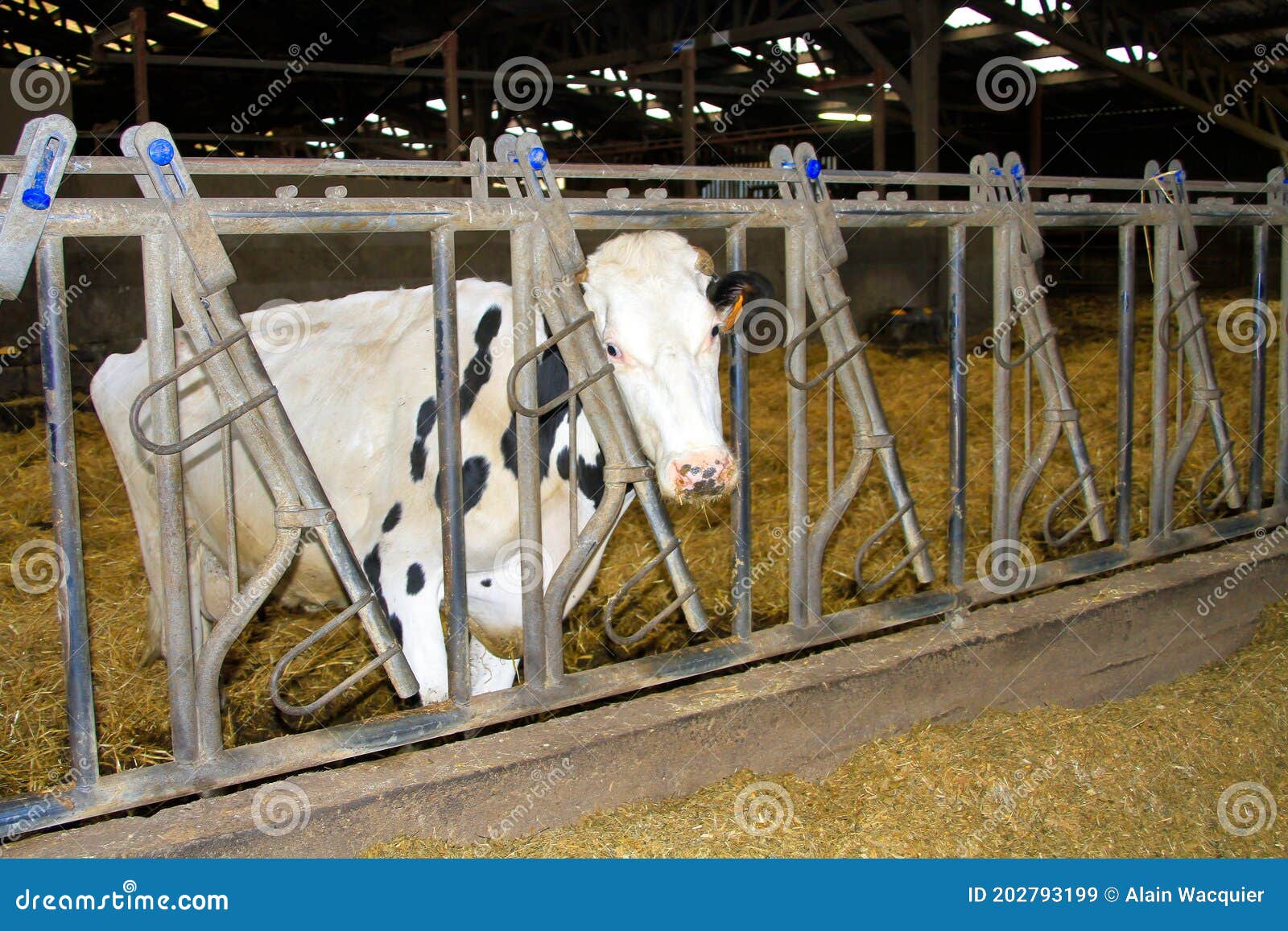 Dairy cow stock image. Image of indoor, ranch, food - 202793199