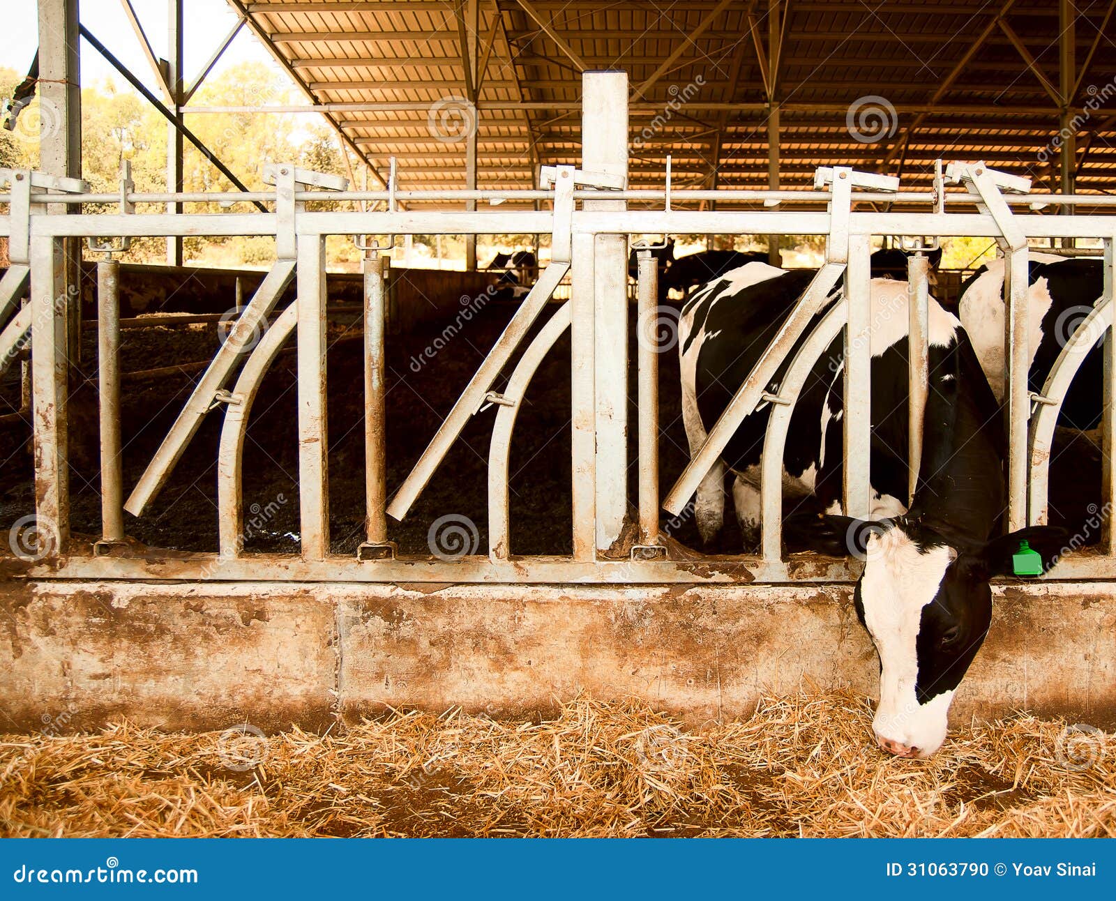 Dairy cow eats straw stock photo. Image of freshness - 31063790