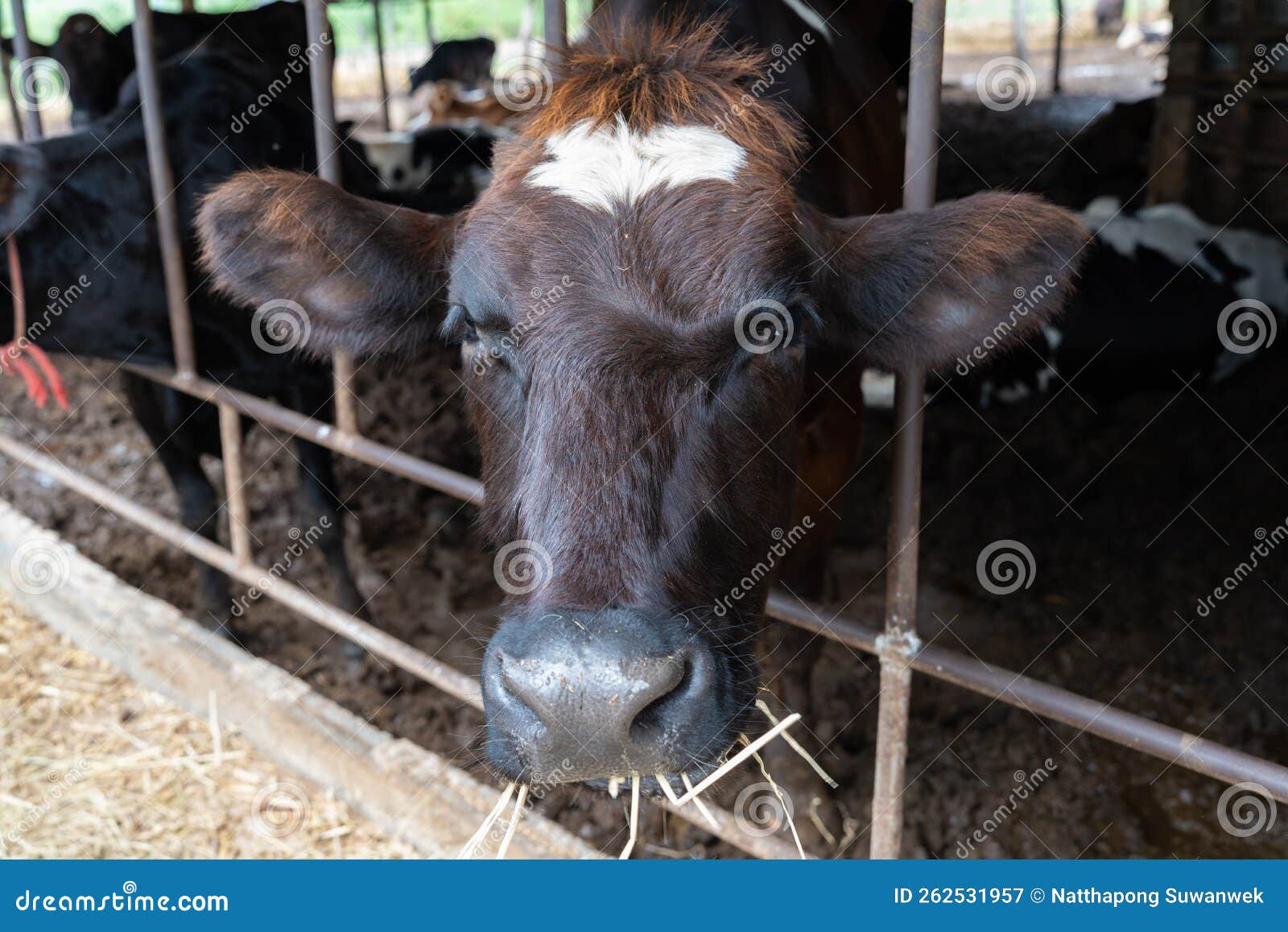 Dairy Cow in Farm Eating Hay Straw Looking at the Camera Stock Image ...