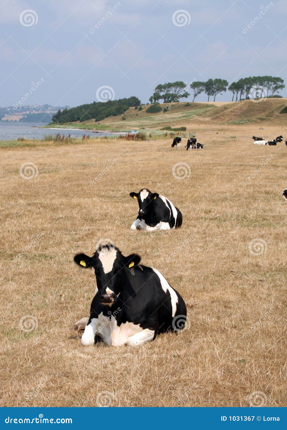 Dairy cow in a field stock image. Image of drink, butter - 1031367
