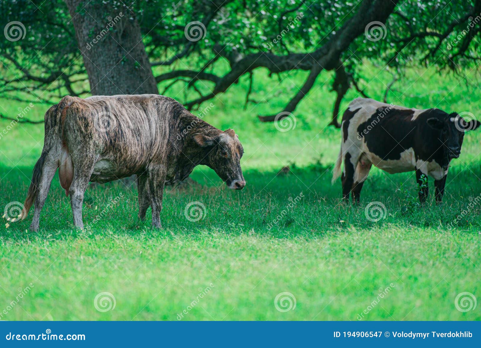 Dairy Cow Grazing in a Field. Dairy Cows on the Countryside. Stock ...