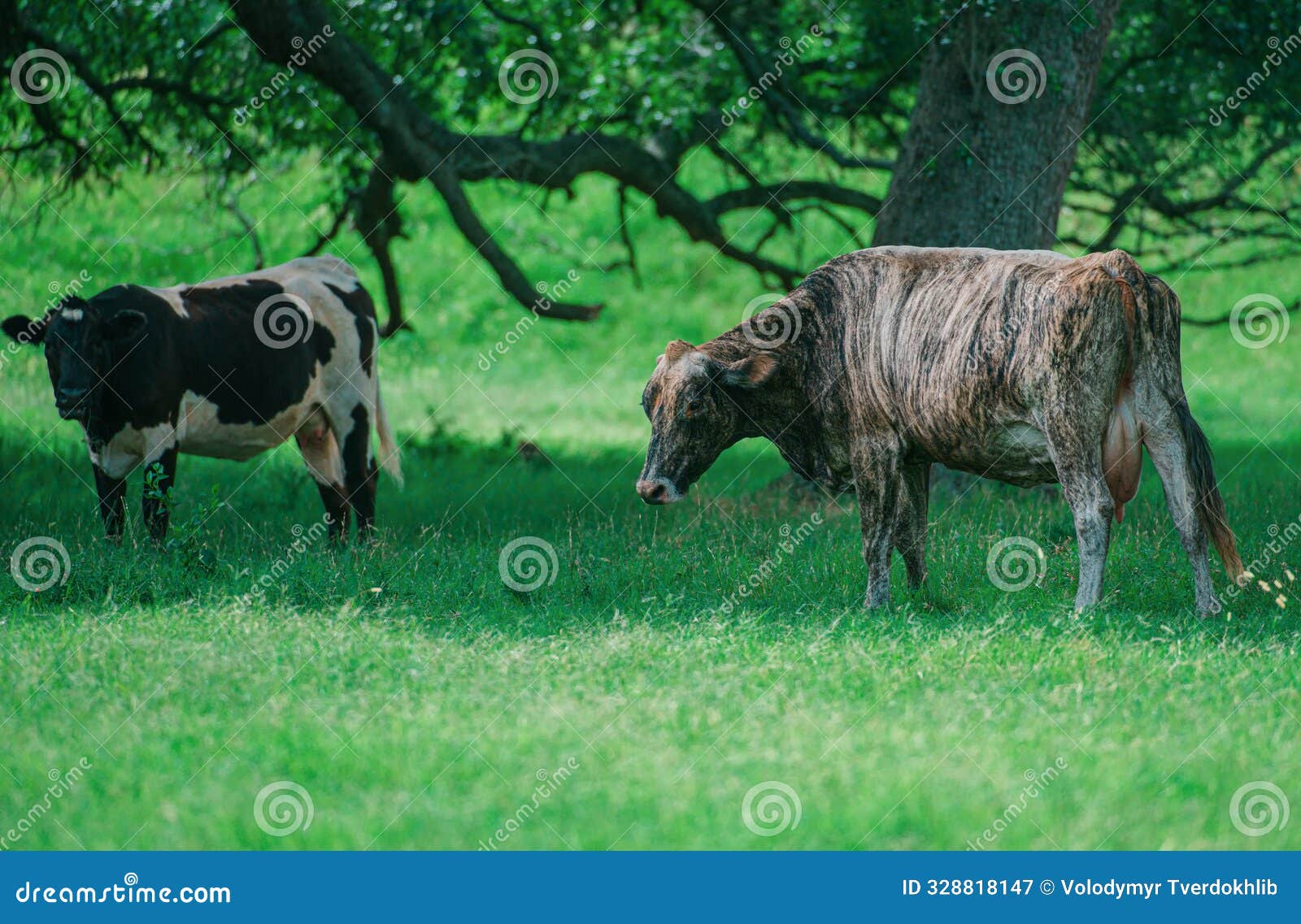 Field With Cows Royalty-Free Stock Photo | CartoonDealer.com #73000533