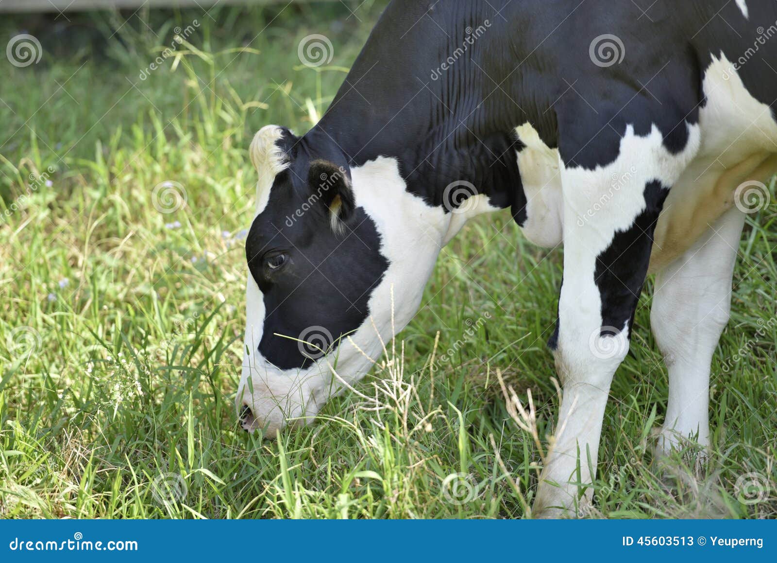 Dairy cow grazing. stock image. Image of dairy, grazing - 45603513