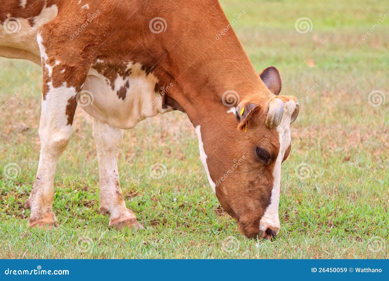 Dairy Cow on Green Grass in the Farm Stock Image - Image of land ...