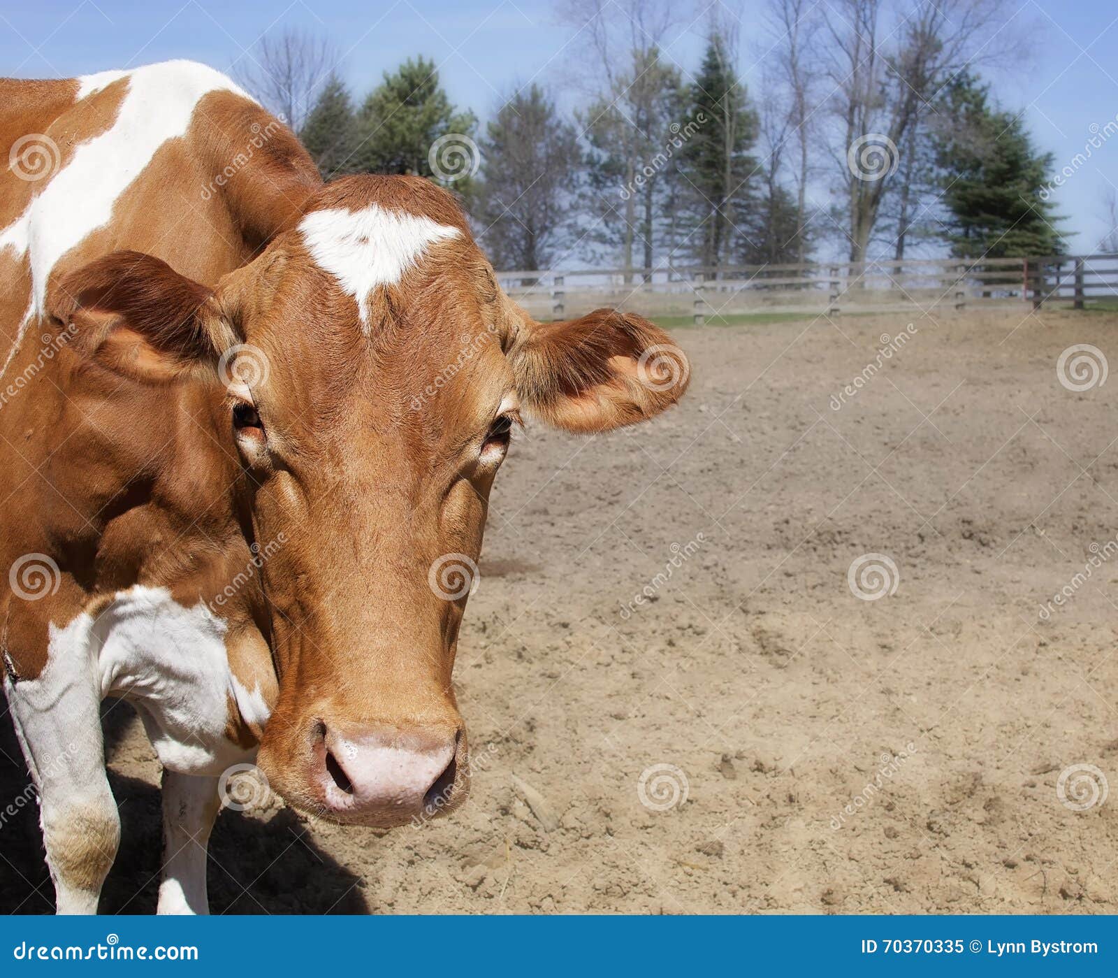 Dairy cow stock image. Image of copy, space, looking - 70370335