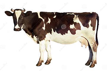 Dairy cow isolated stock image. Image of horned, looking - 12046783