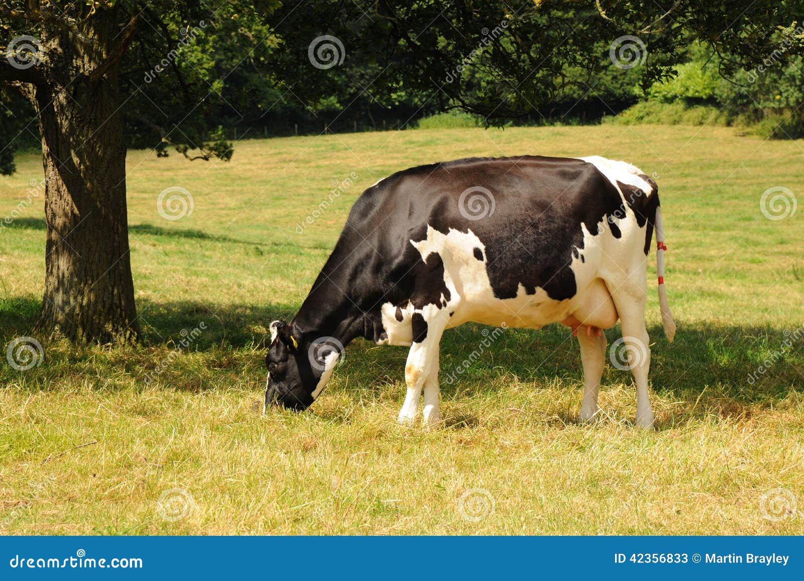 Dairy cow stock image. Image of green, rich, meat, countryside - 42356833