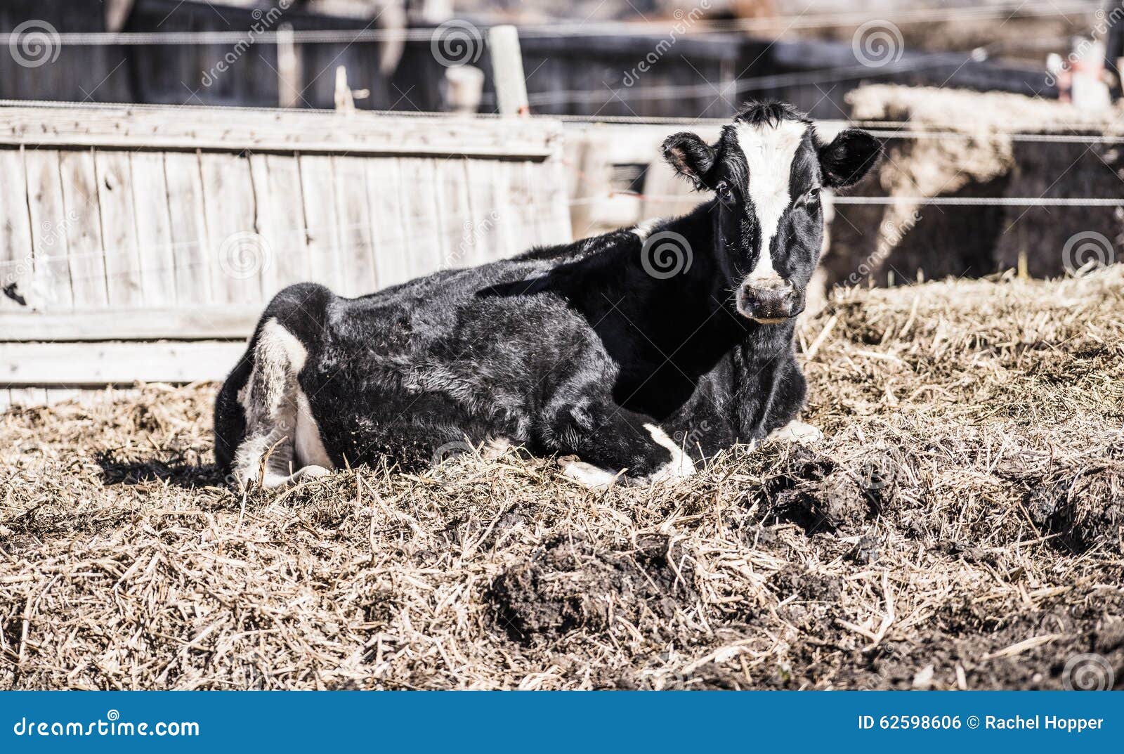Dairy Cow in the Mud and Muck in Rural America Stock Photo - Image of ...