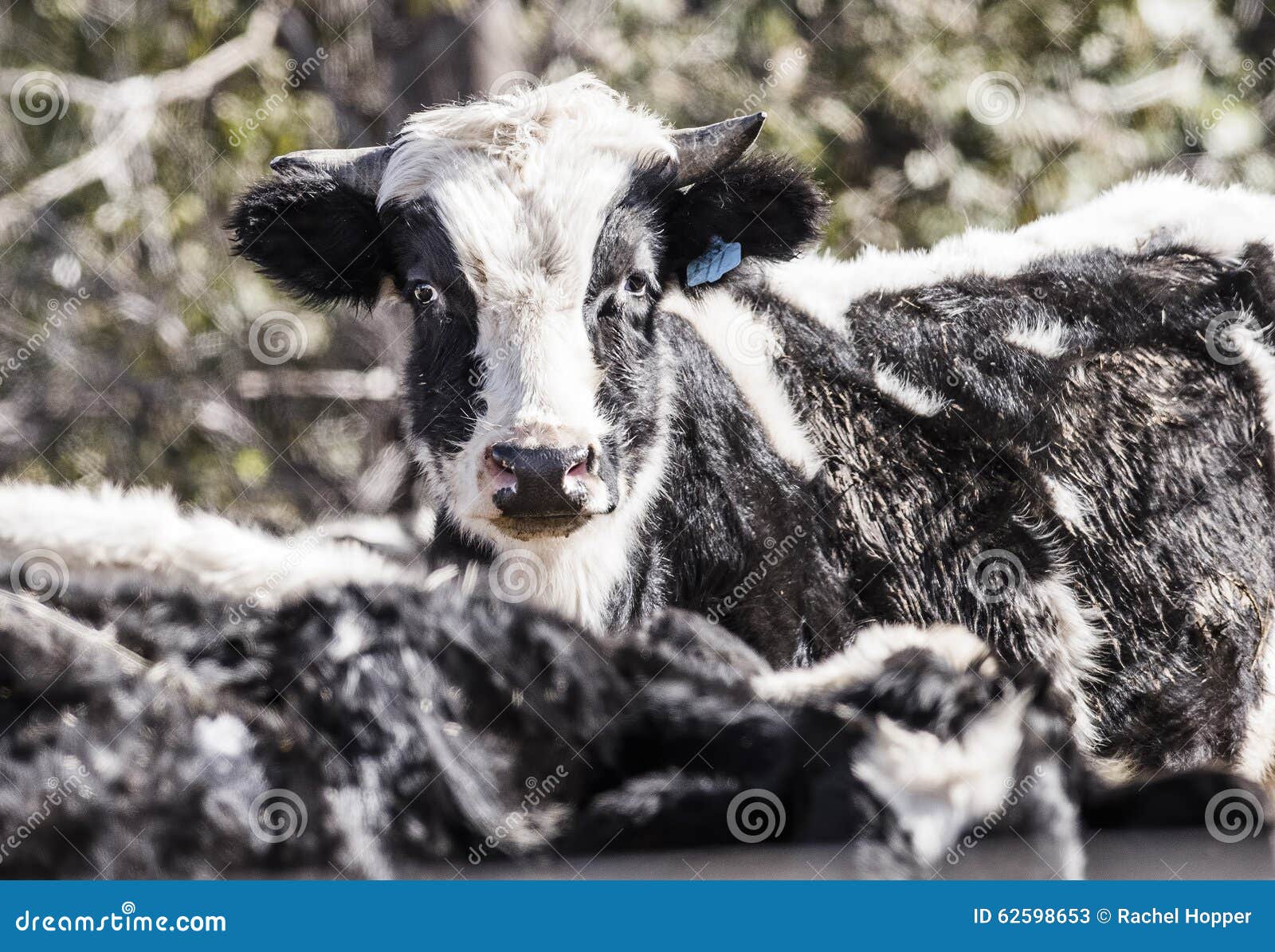 Dairy Cow in the Mud and Muck. Rural America. Stock Image - Image of ...