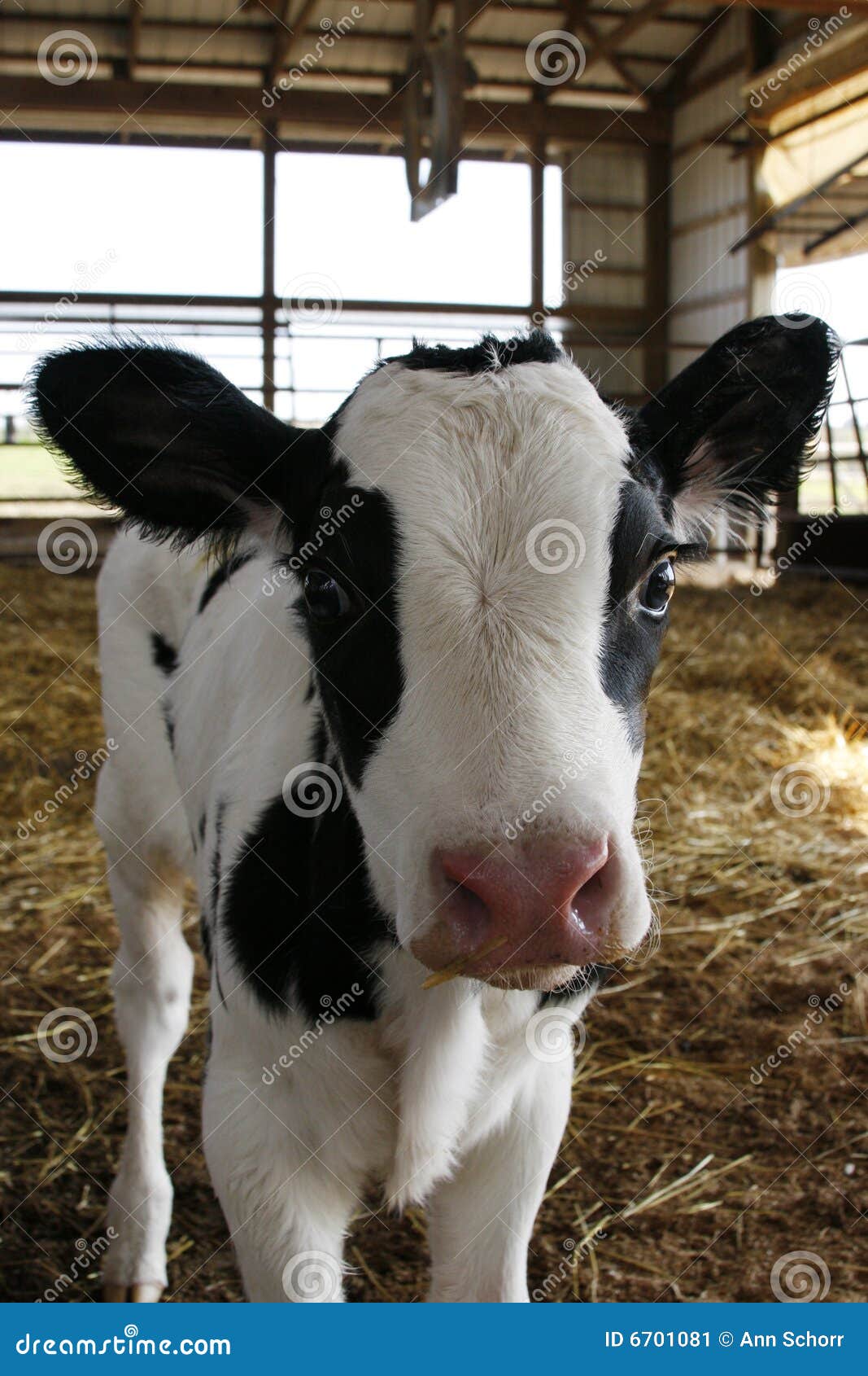 Dairy cow in stable stock image. Image of looks, building - 6701081