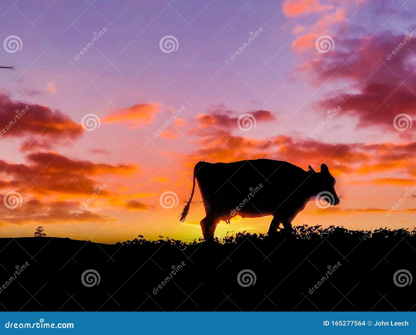 Dairy Cow Sunrise Silhouette Stock Photo - Image of dairy, sunrise ...