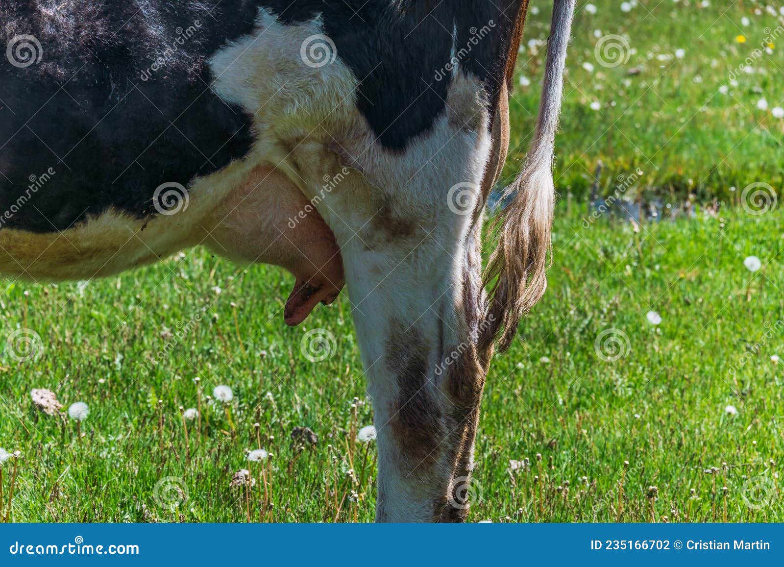 Dairy cow teats close-up stock photo. Image of herd - 235166702