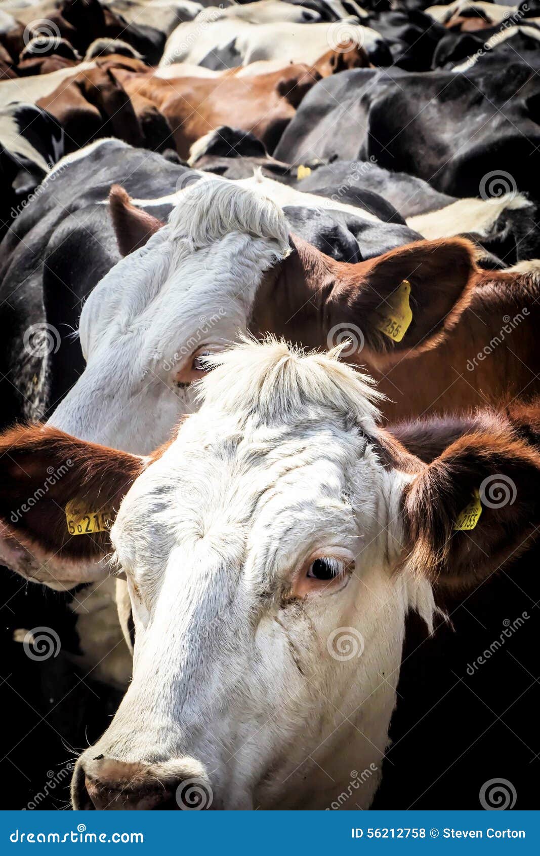 Dairy Cow Waiting in the Milking Queue Stock Photo - Image of dairy ...