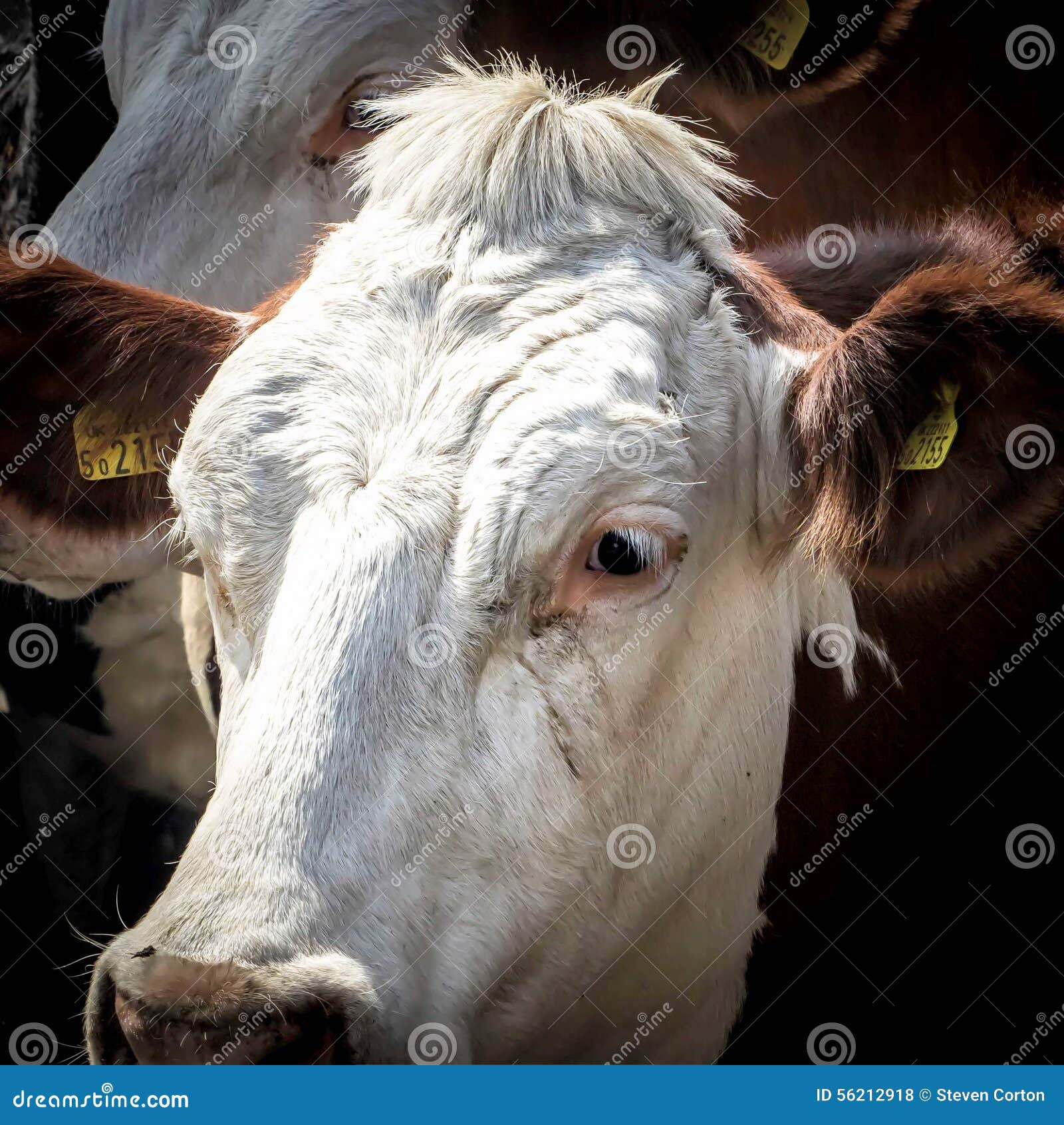 Dairy Cow Waiting in the Milking Queue Stock Photo - Image of queue ...