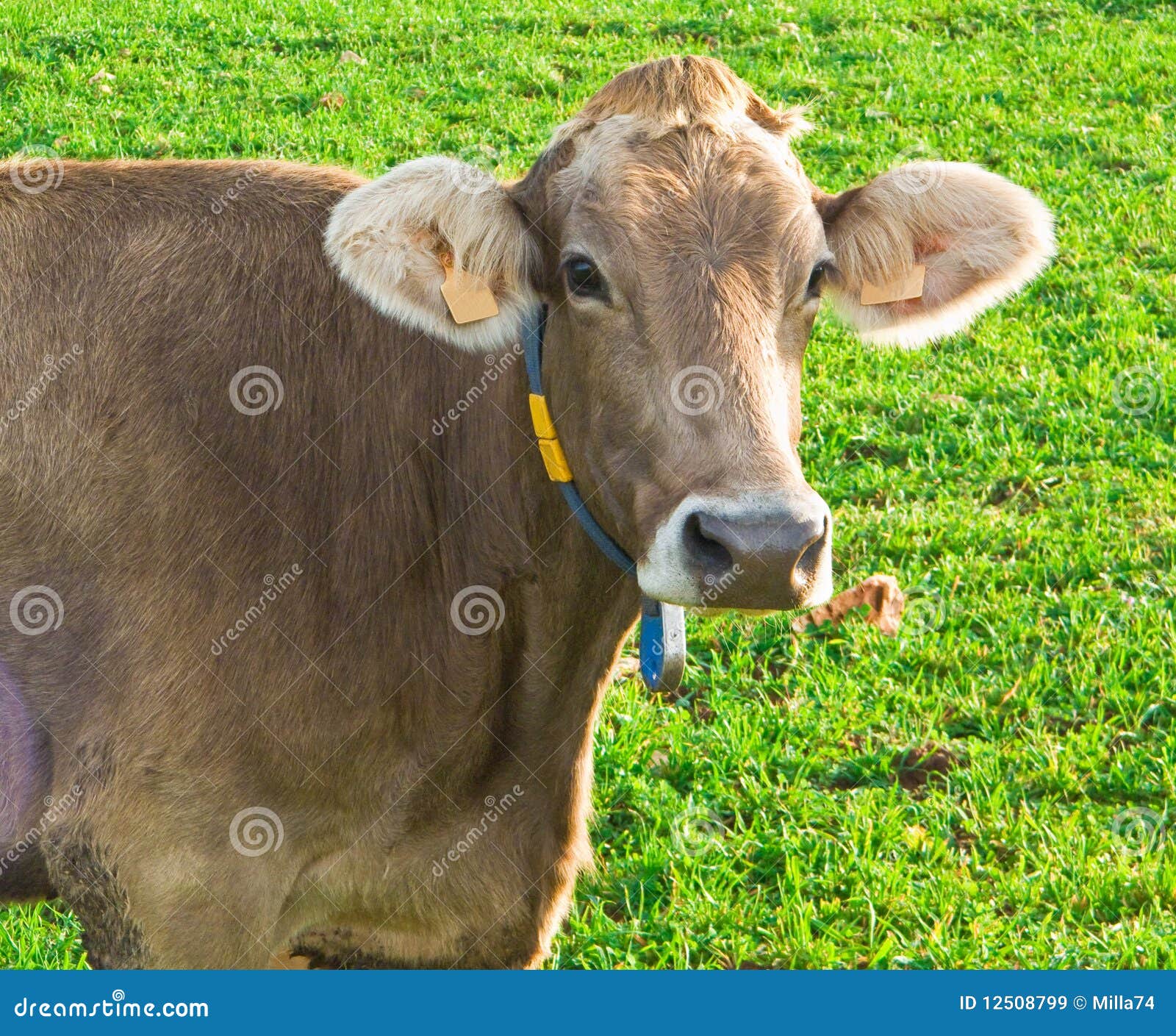 Dairy cow watching. stock image. Image of grassland, grazing - 12508799