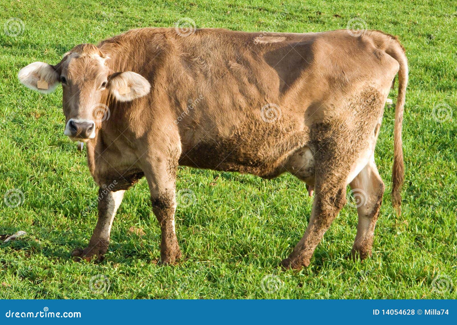 Dairy Cow Watching at Something. Stock Photo - Image of field, coat ...