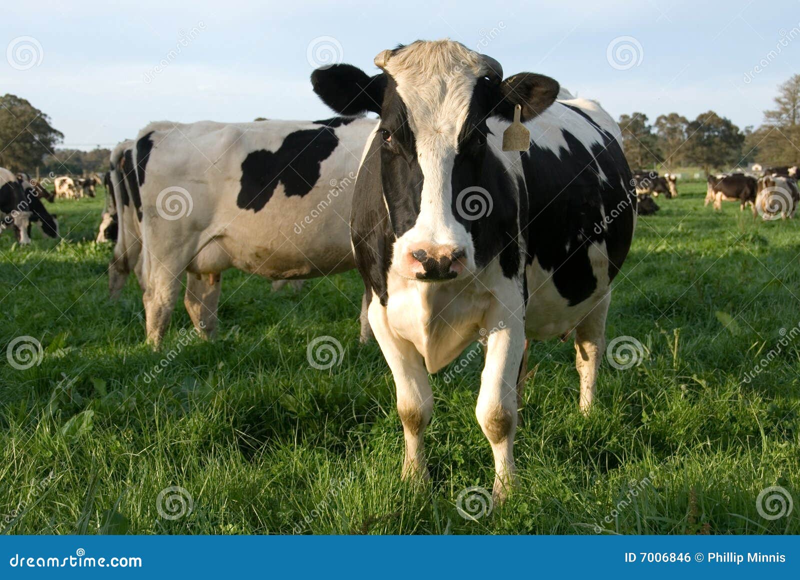 Live Cow