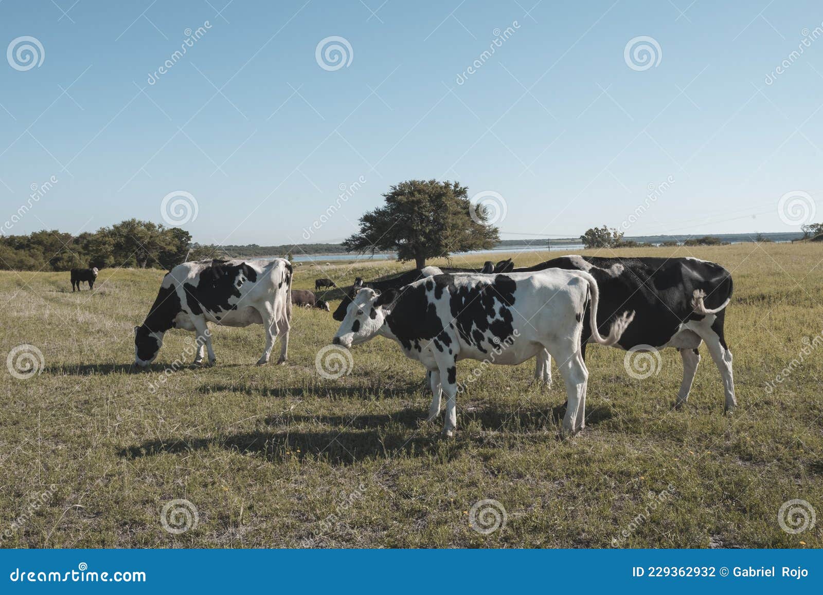 Dairy Cows in Argentine Countryside, Stock Photo - Image of farming ...