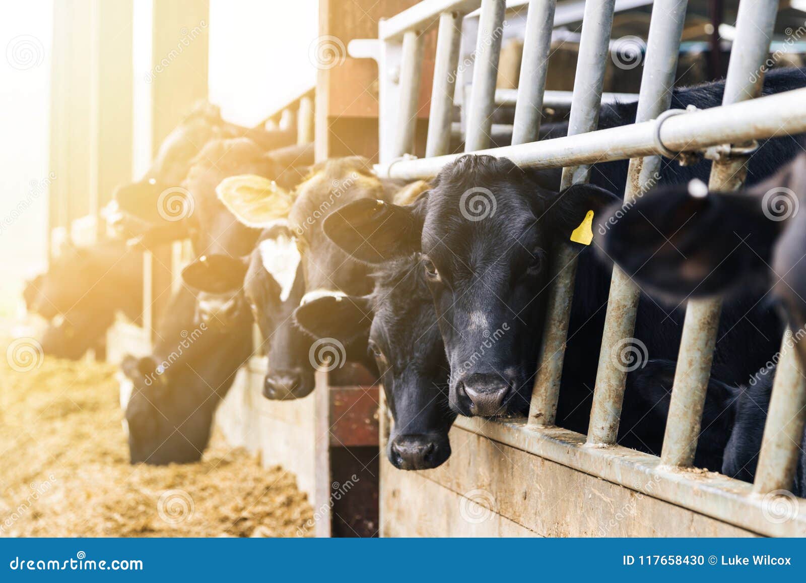 Dairy Cows in a Barn at Feeding Time Stock Photo - Image of production ...
