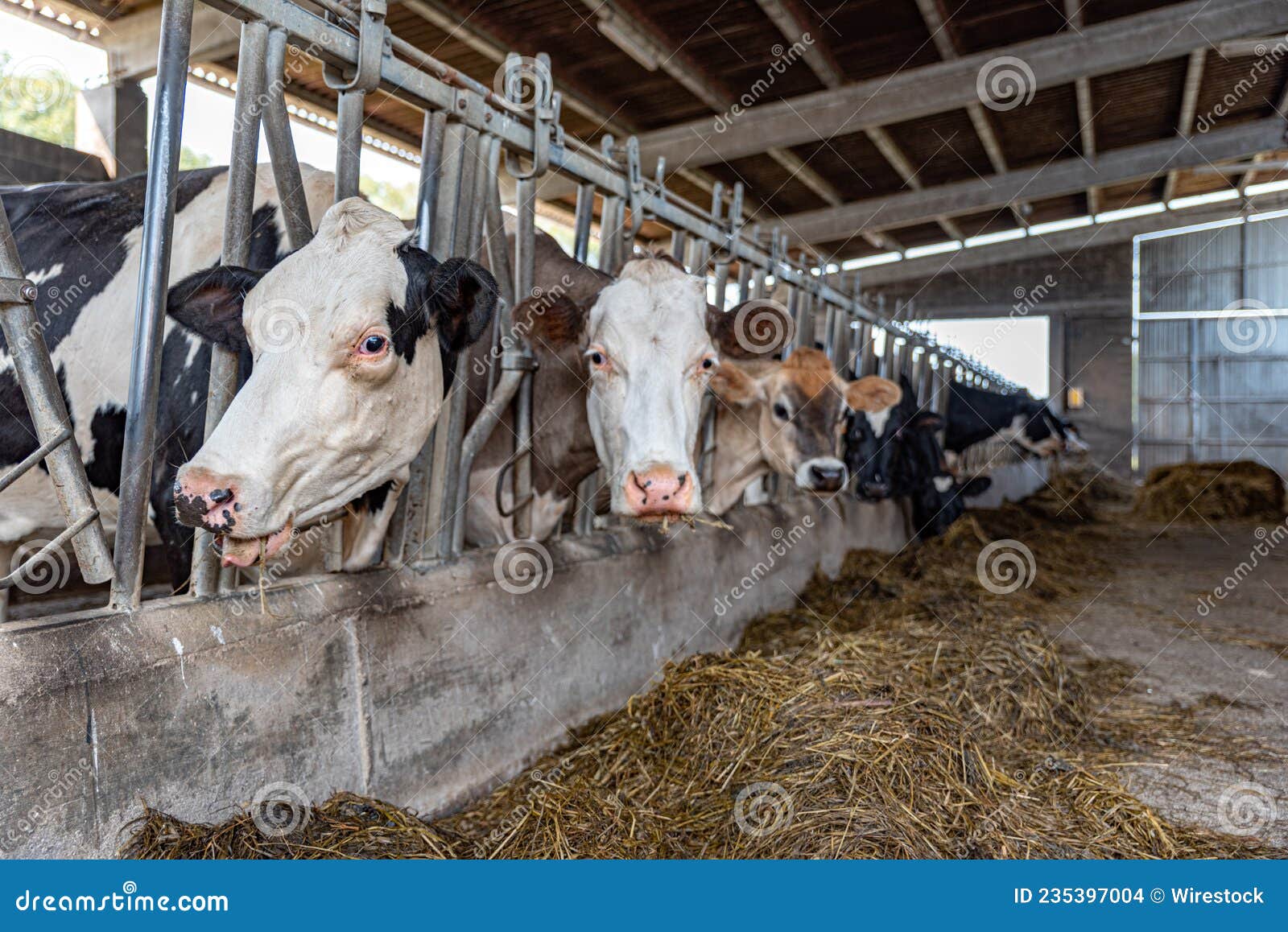 Dairy Cows in the Barn, Global Warming Concept Stock Photo - Image of ...