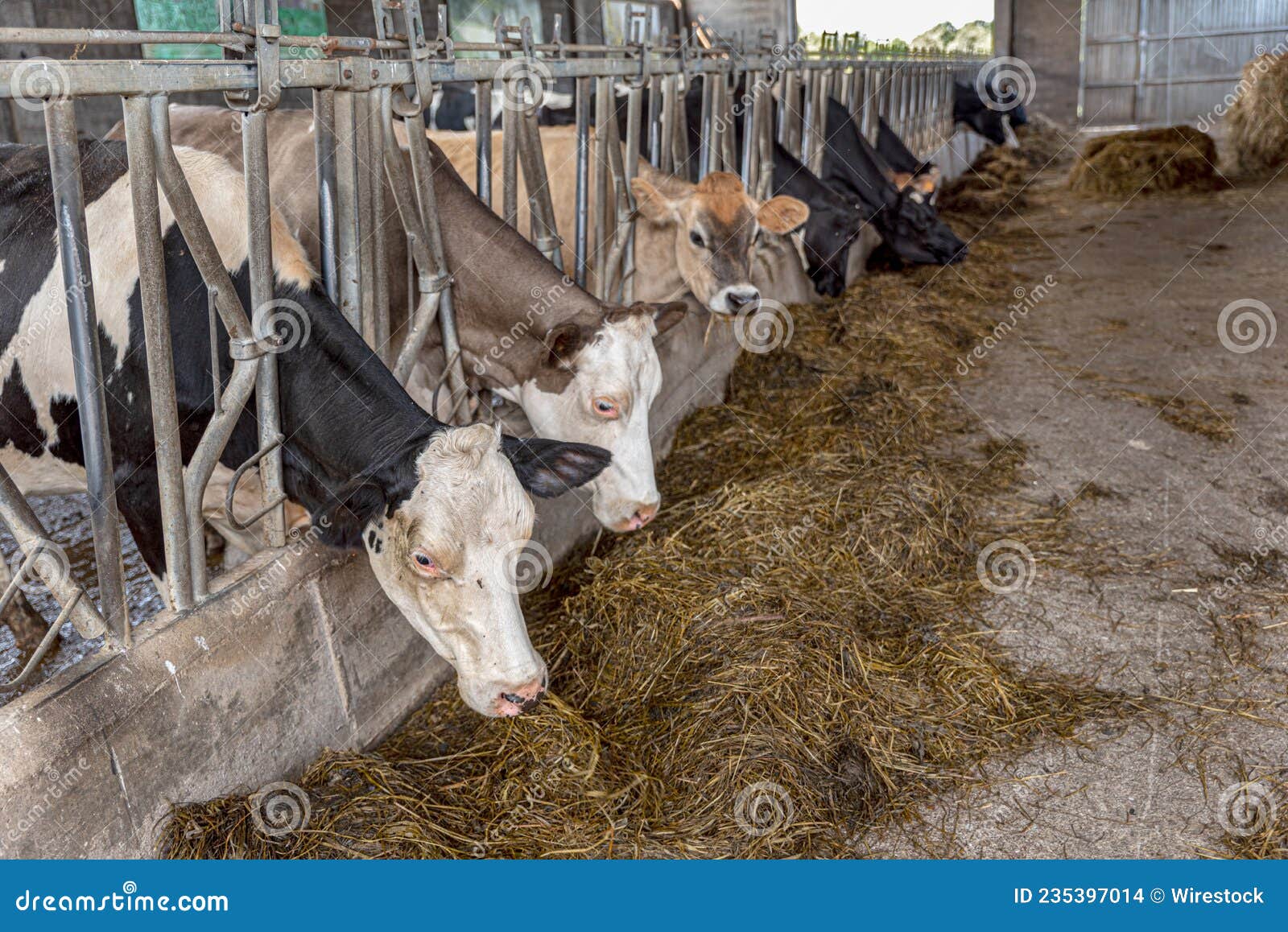 Dairy Cows in the Barn, Global Warming Concept Stock Photo - Image of ...