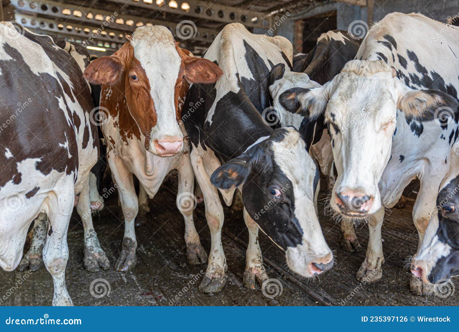 Dairy Cows in the Barn, Global Warming Concept Stock Photo - Image of ...