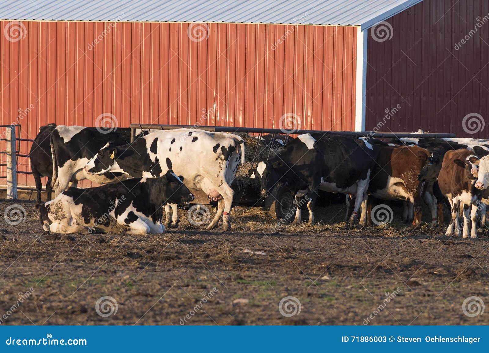 Dairy Cows by a barn stock image. Image of holstein, farm - 71886003