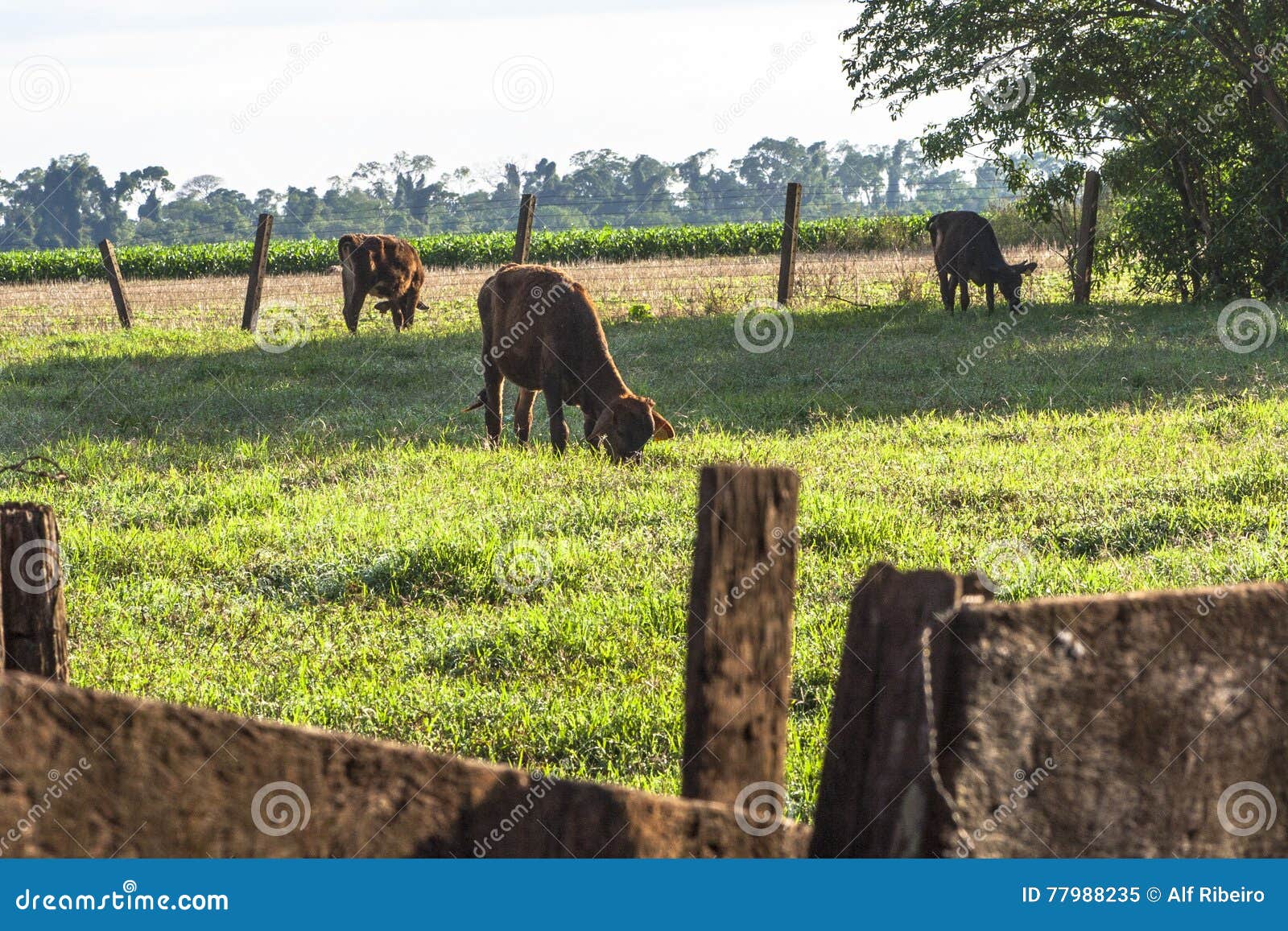 Dairy cows stock image. Image of nature, agribusiness - 77988235
