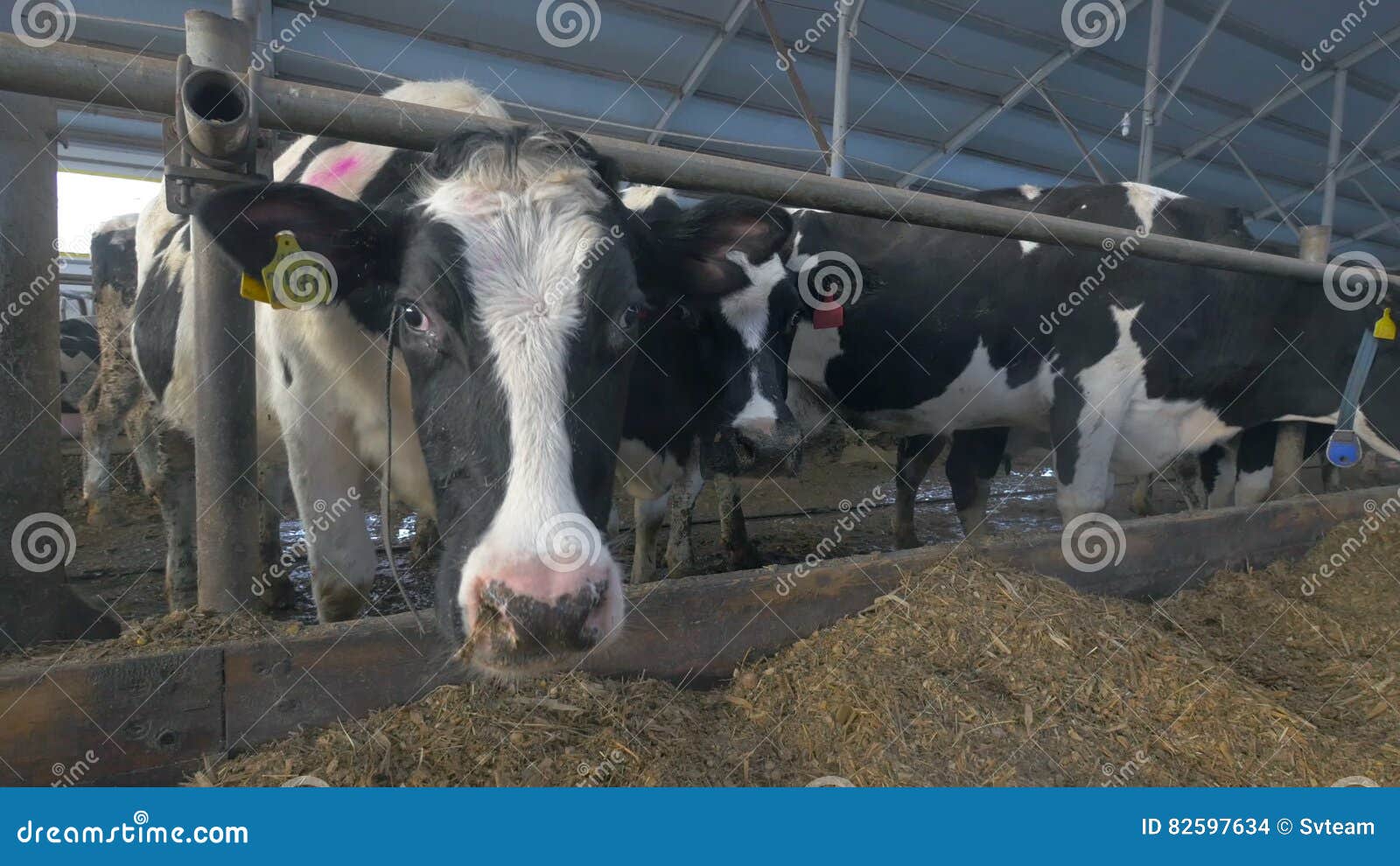 Dairy Cows Cowshed Sniffing Camera Extreme Closeup Ants Eye View Stock ...