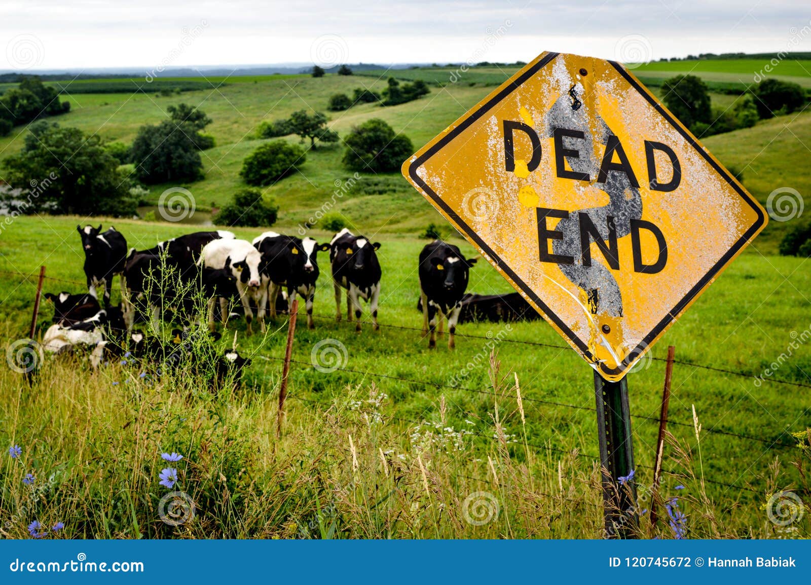 Dairy Cows with Dead End Sign Stock Photo - Image of overlook ...