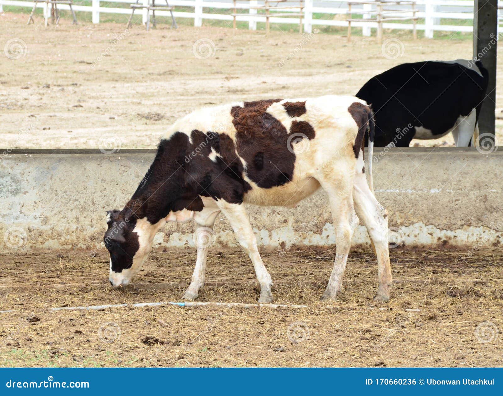 Dairy cows in the farm stock photo. Image of cows, ranch - 170660236