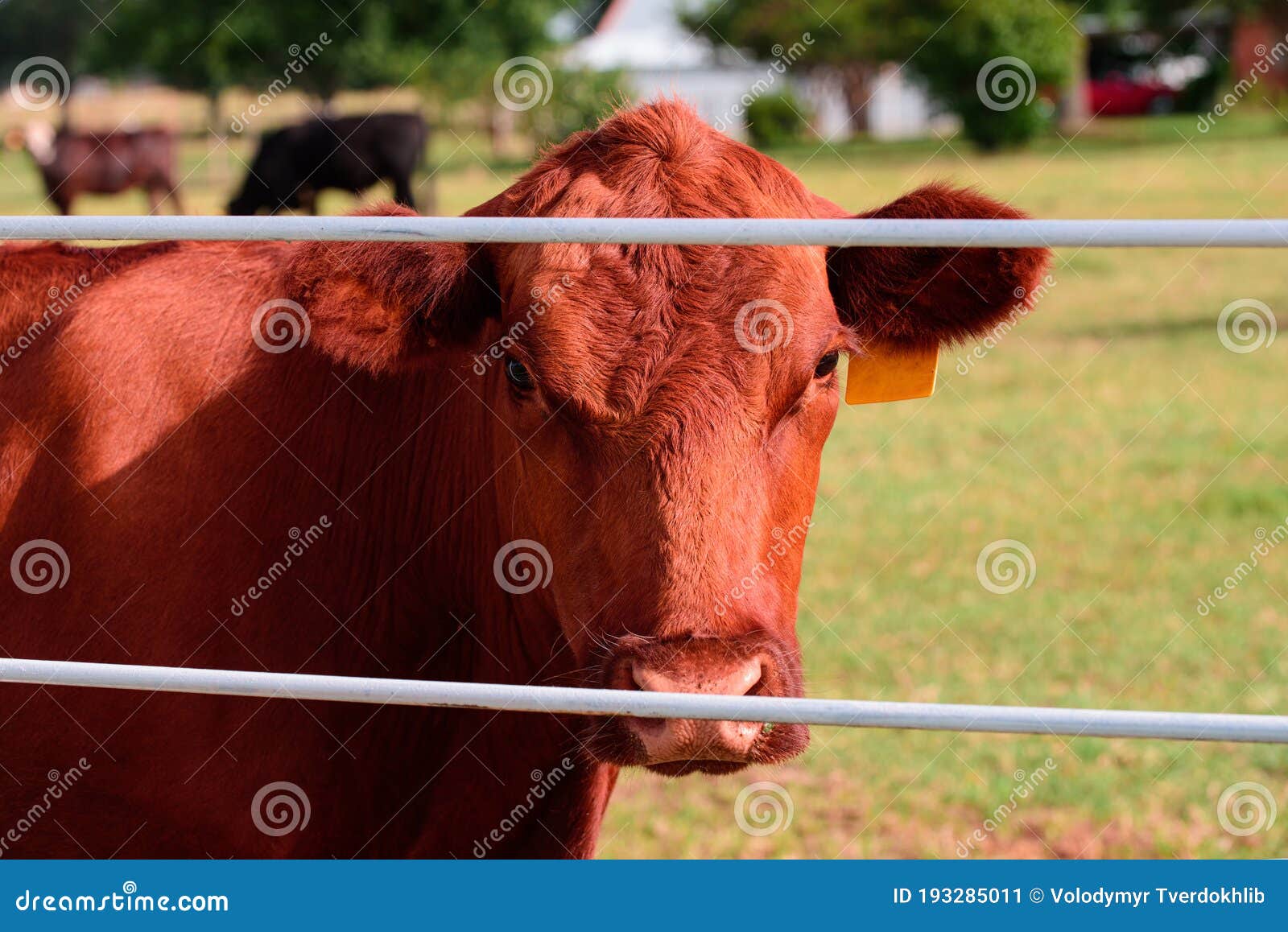 Dairy Cows in a Farm. Close Up of Dairy Cows. Angus Cattle Farming ...