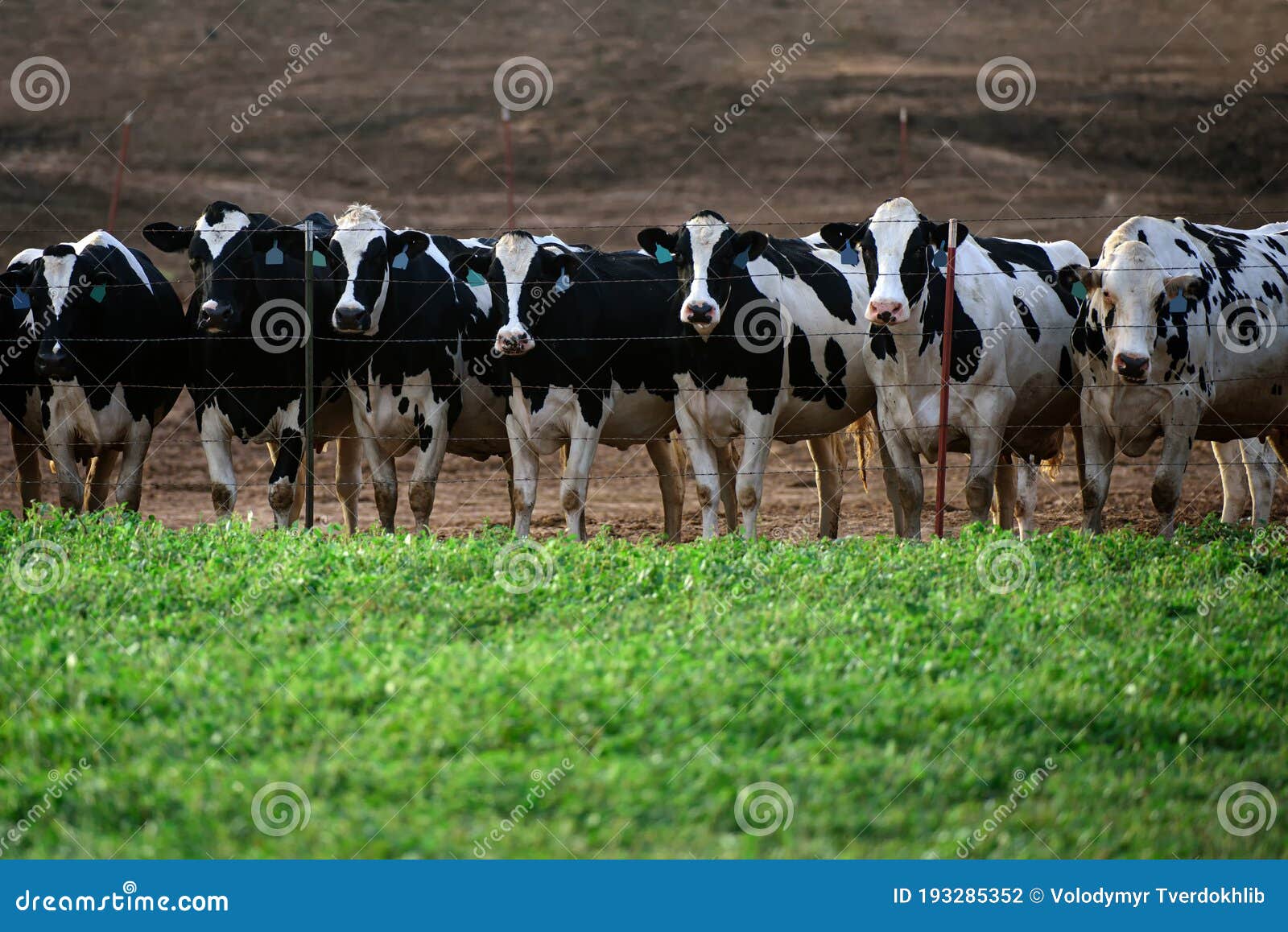 Dairy Cows in a Farm. Cowshed. Milking Cows in Farm Cowshed on Dairy ...