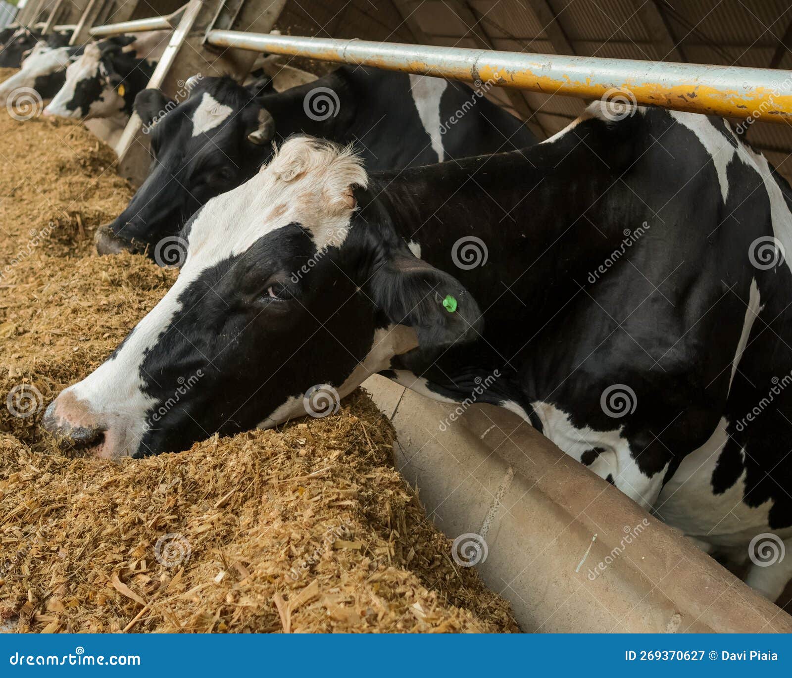 Dairy Cows Feeding, Confined Cattle Stock Image - Image of cattle ...