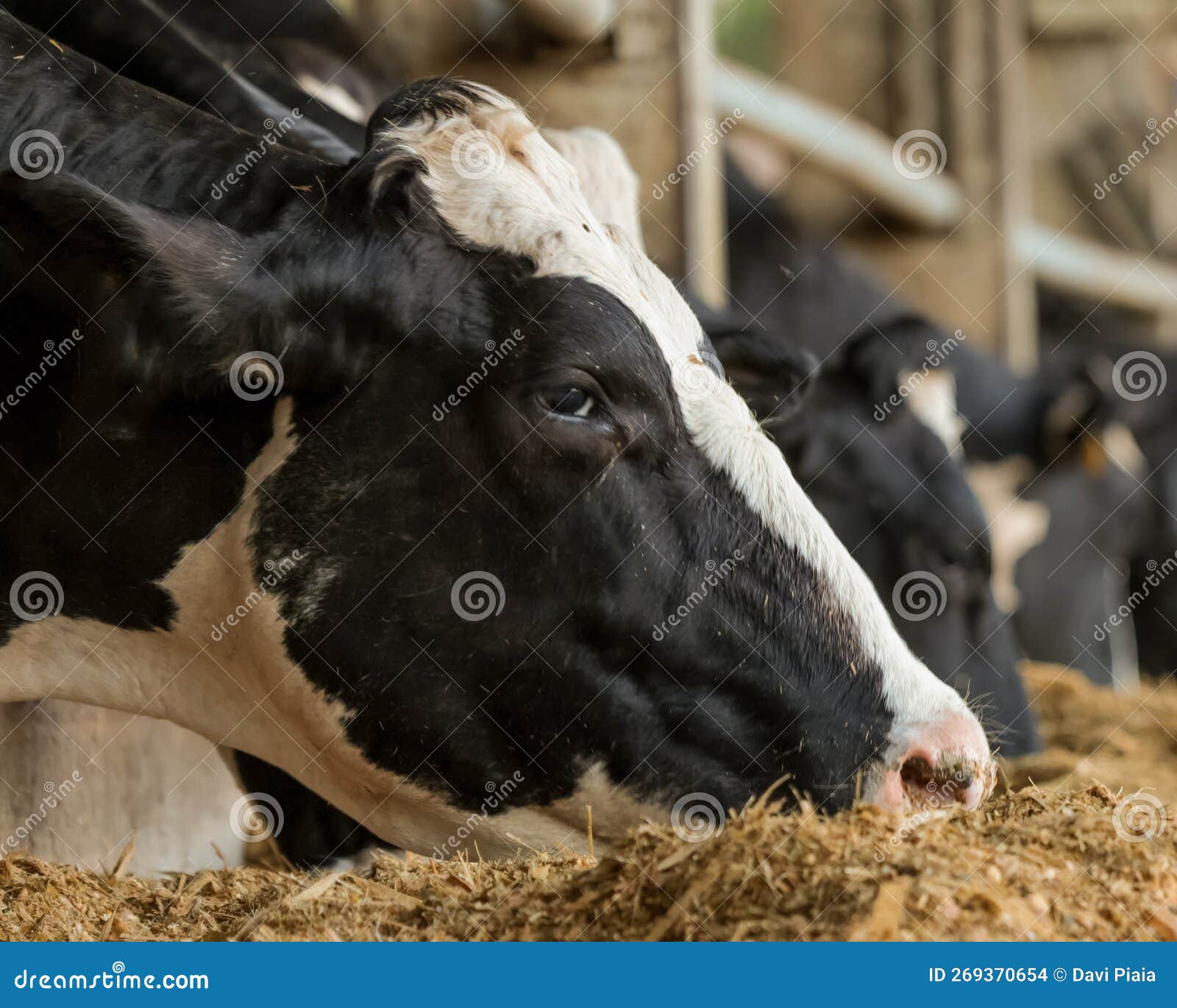 Dairy Cows Feeding, Confined Cattle Stock Photo - Image of horse, sheep ...