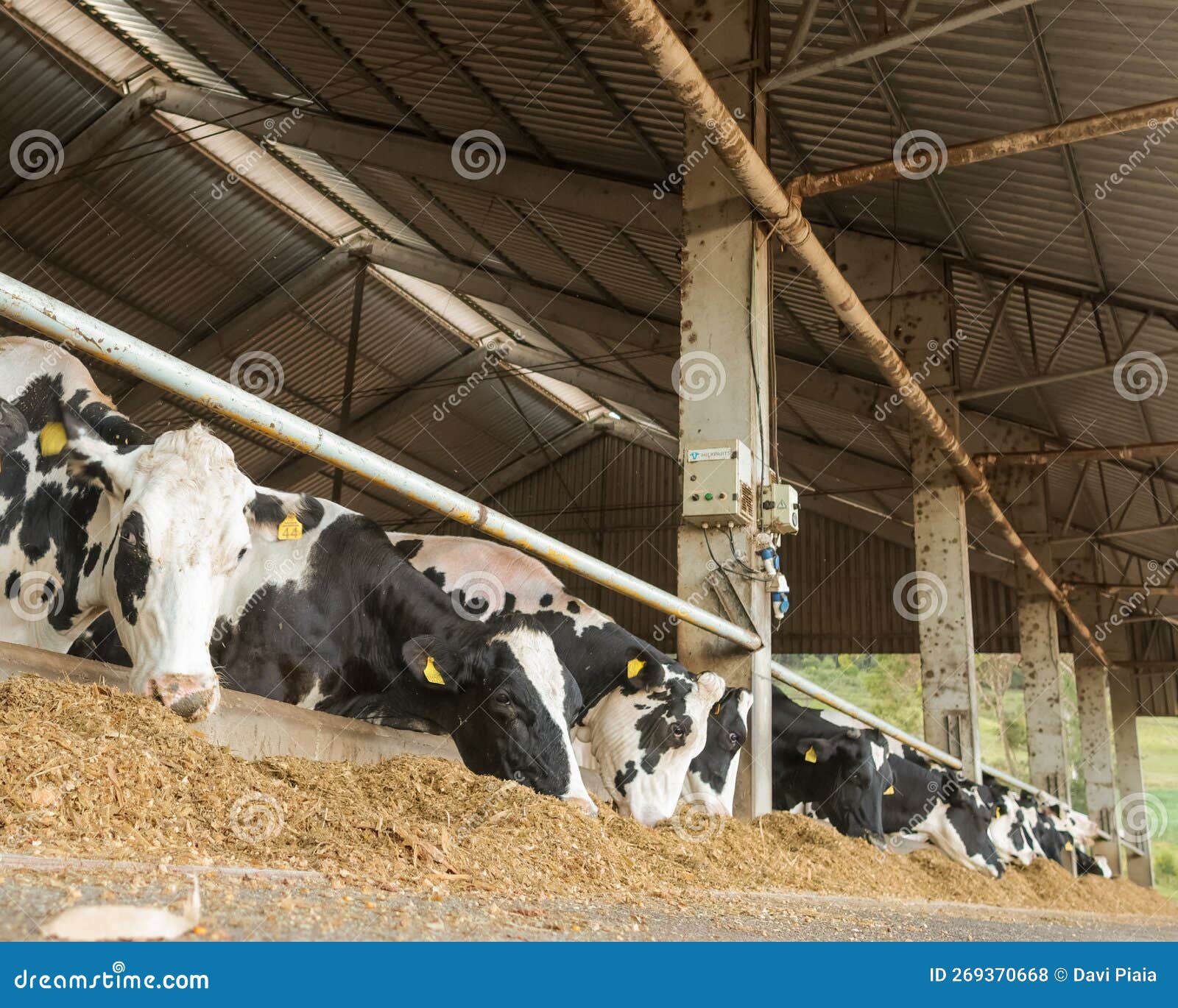 Dairy Cows Feeding, Confined Cattle Stock Photo - Image of goat, bovine ...