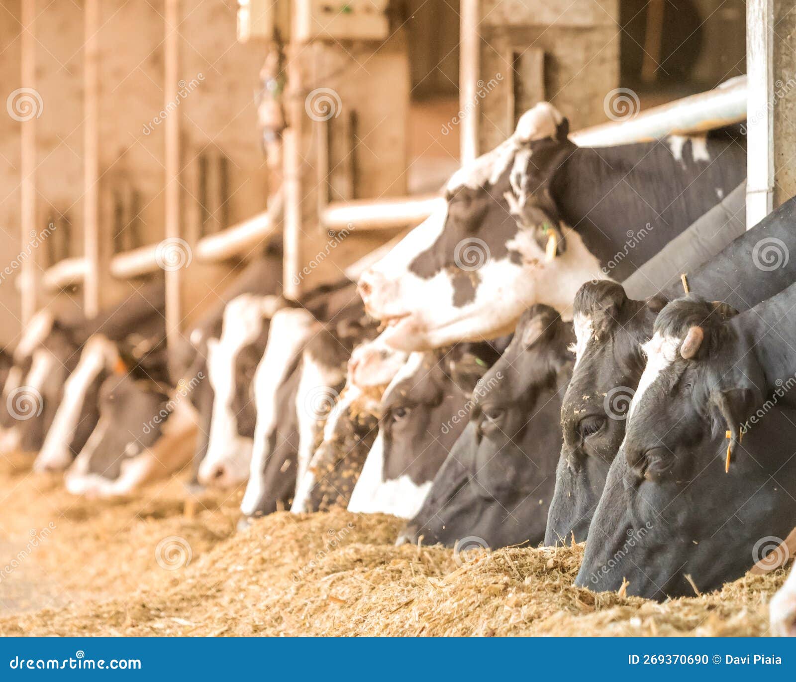 Dairy Cows Feeding, Confined Cattle Stock Photo - Image of confined ...