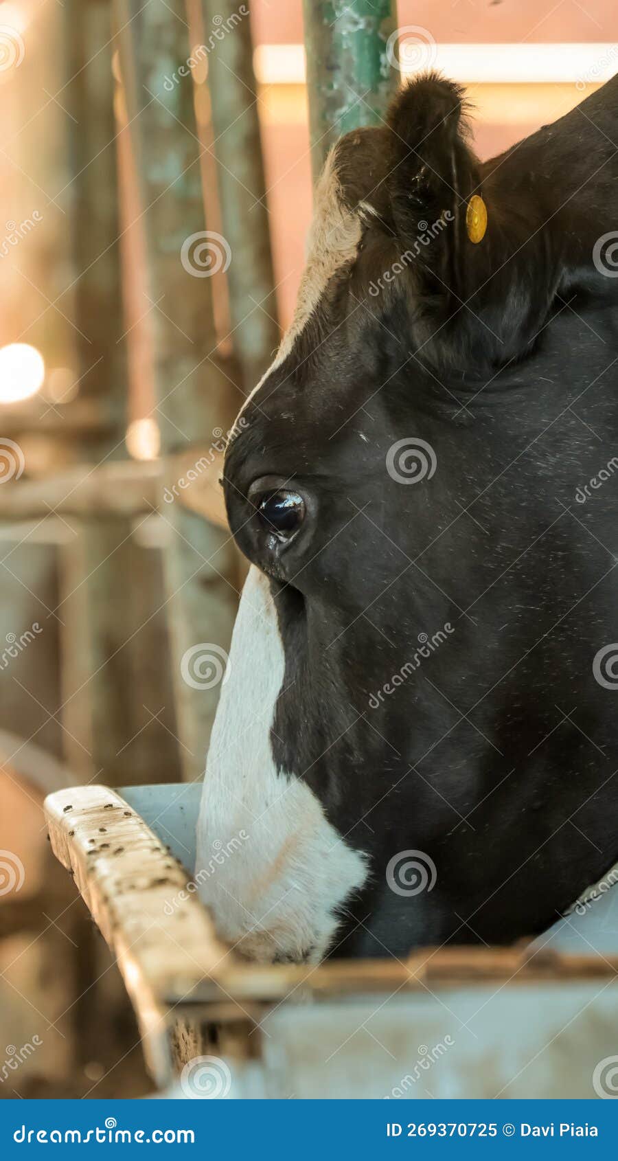 Dairy Cows Feeding, Confined Cattle Stock Image - Image of cows, dairy ...