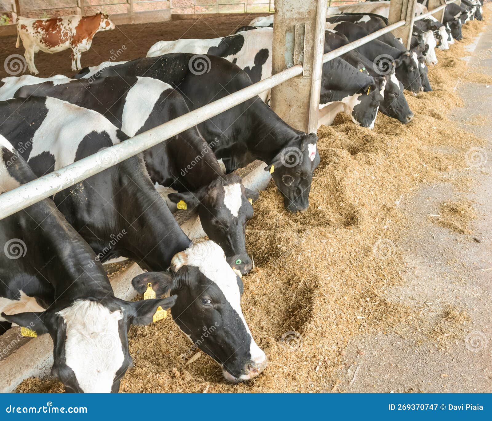 Dairy Cows Feeding, Confined Cattle Stock Image - Image of cows, cattle ...