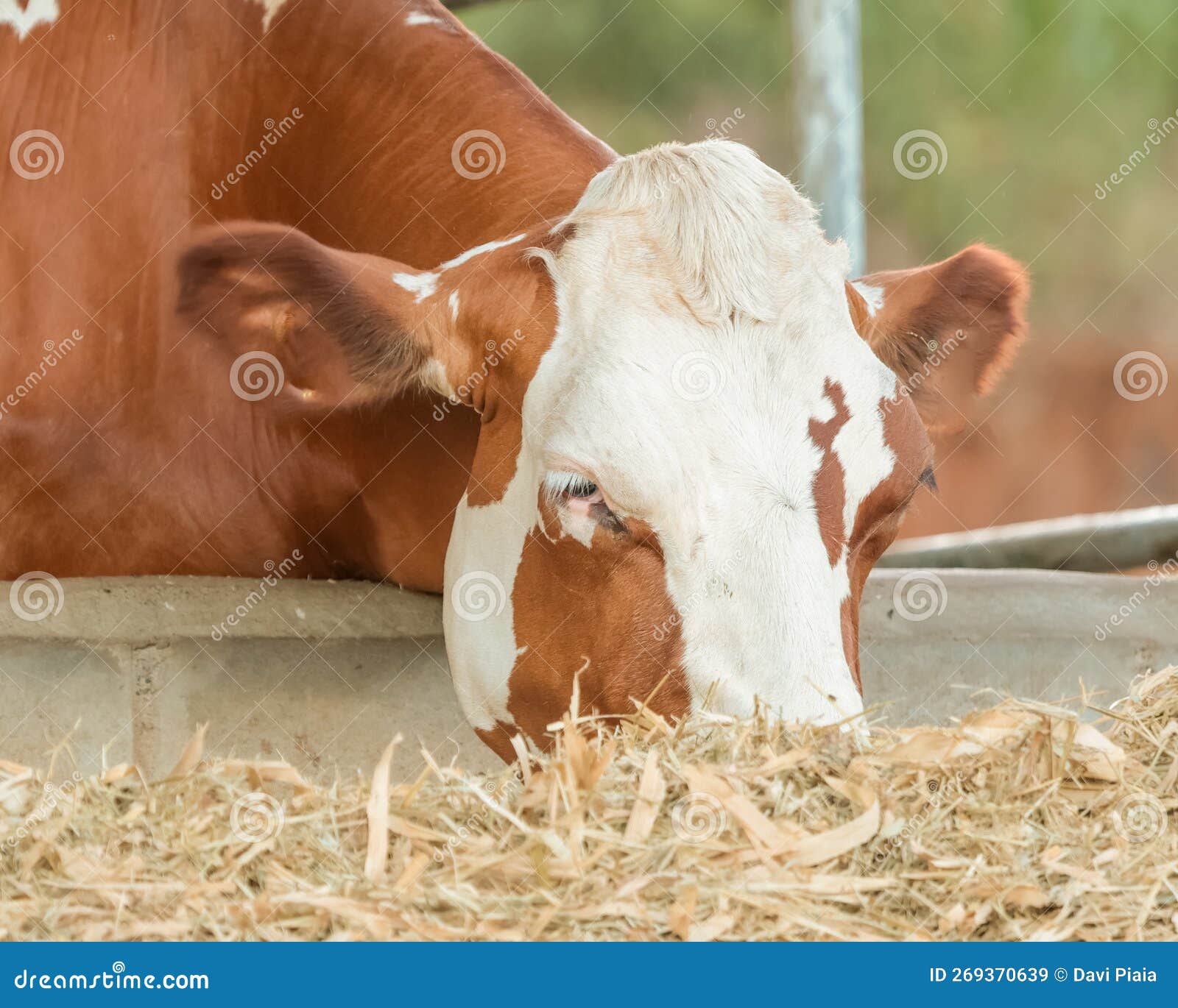 Dairy Cows Feeding, Confined Cattle Stock Image - Image of grass ...