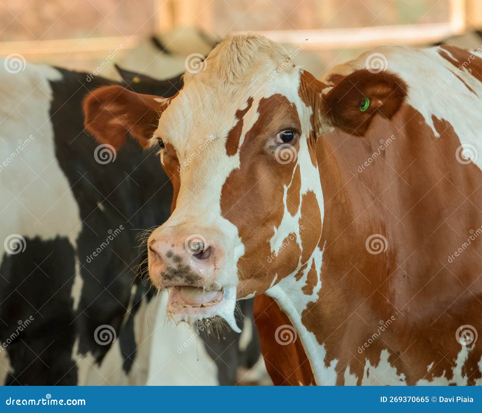 Dairy Cows Feeding, Confined Cattle Stock Image - Image of horse, sheep ...